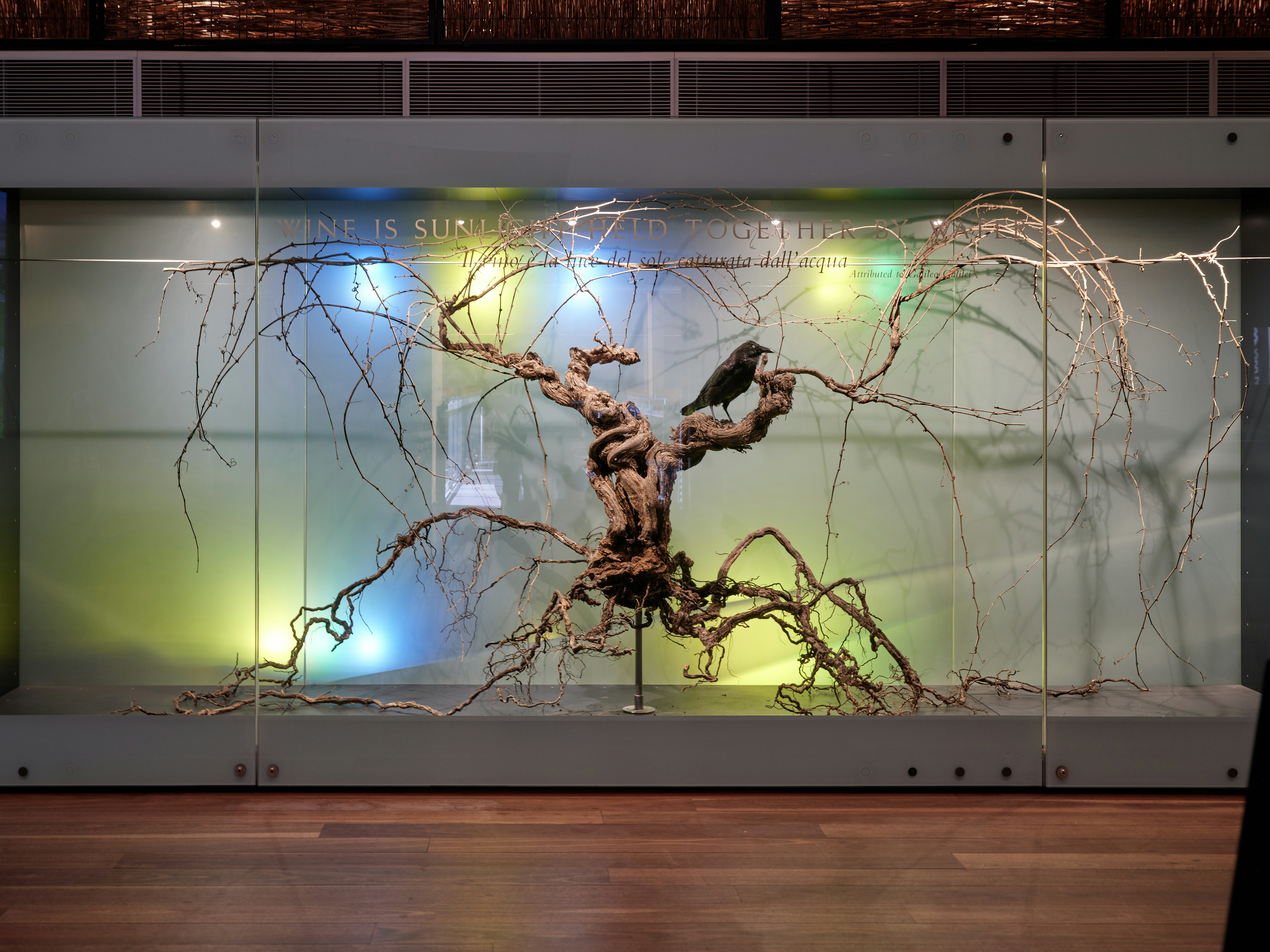 A crow perches on a striking, gnarled tree. photo – Free Animal Image ...