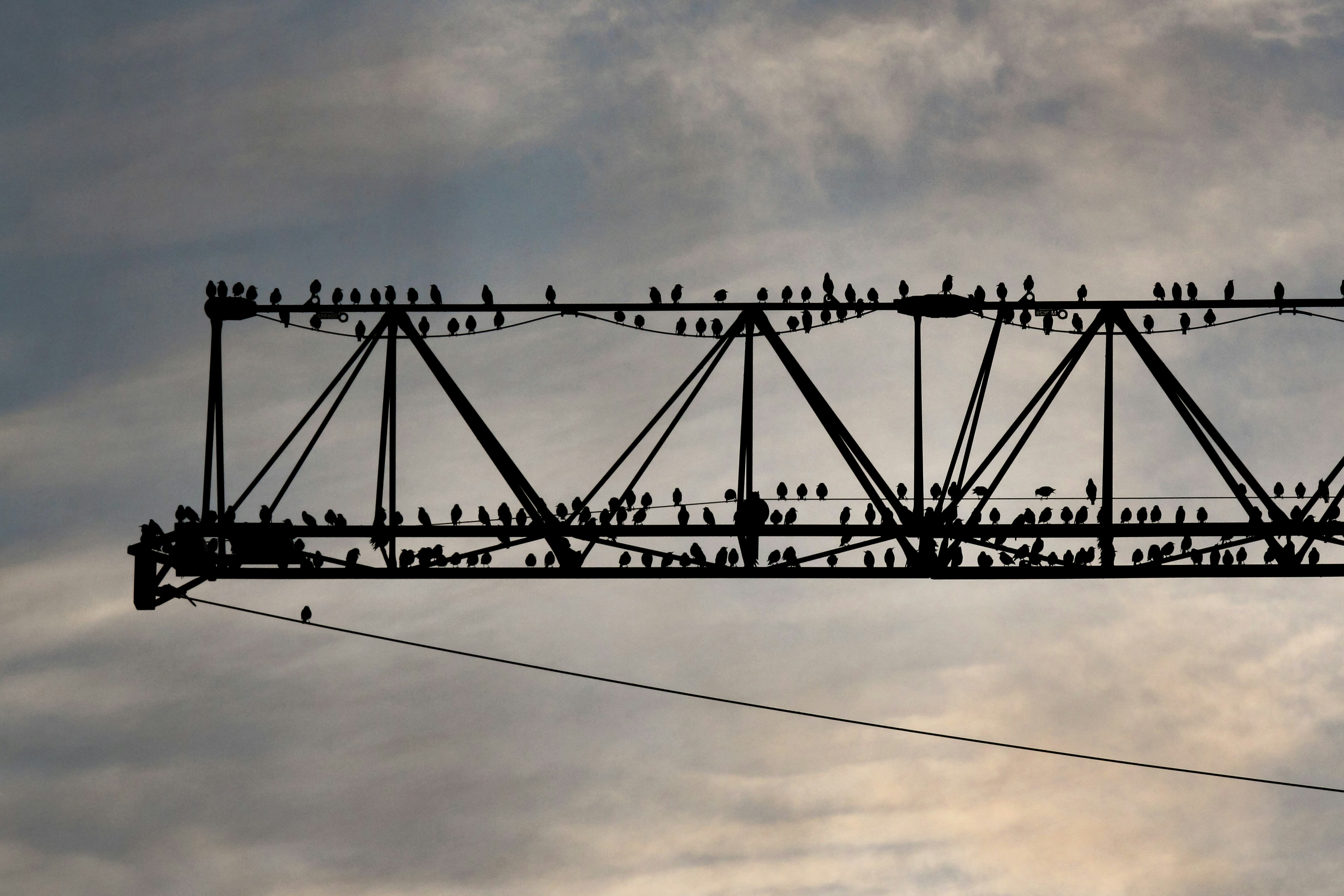 Silhouette Symphony on a Steel Beam