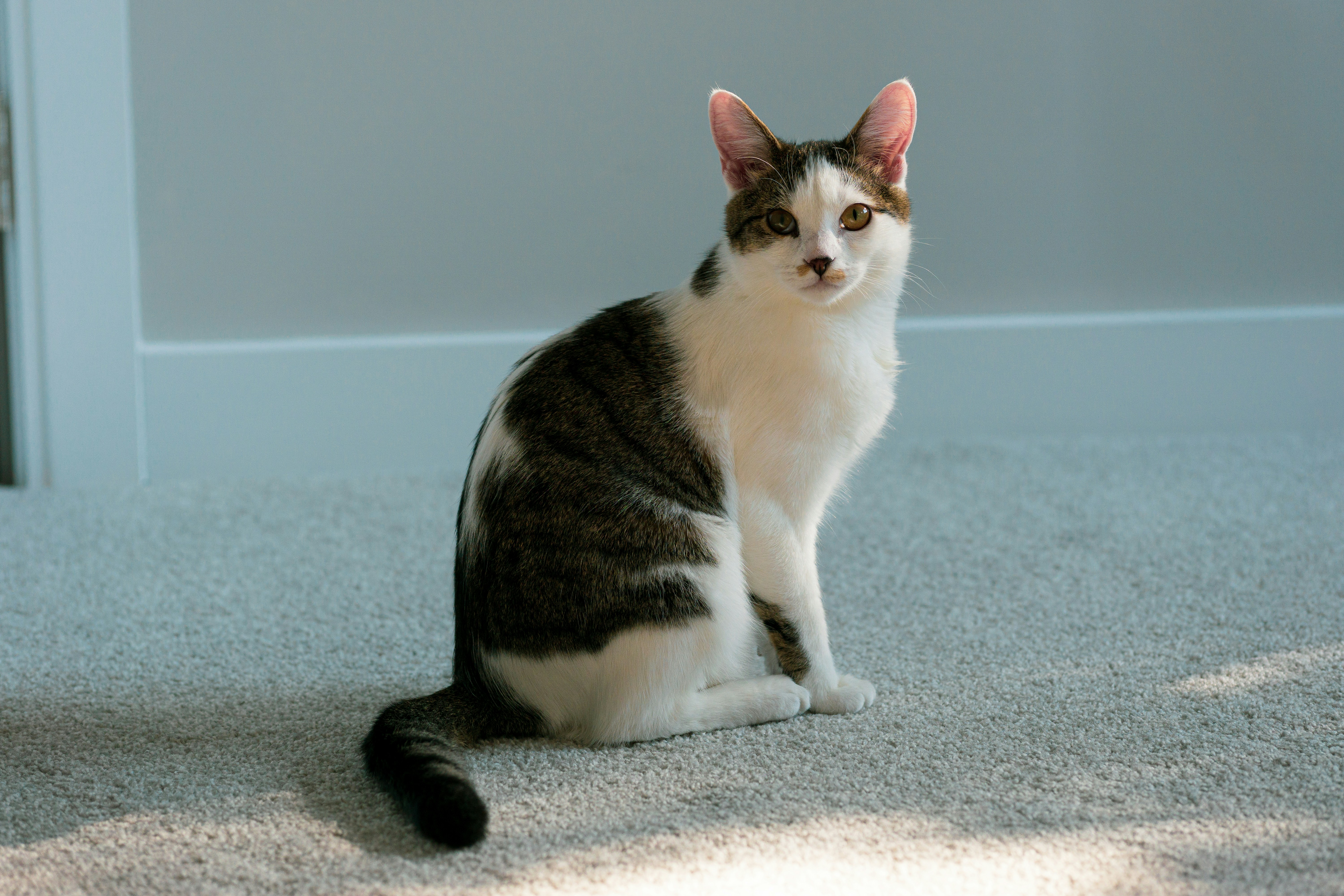Calico in the Sunbeam: a Quiet Moment on the Carpet