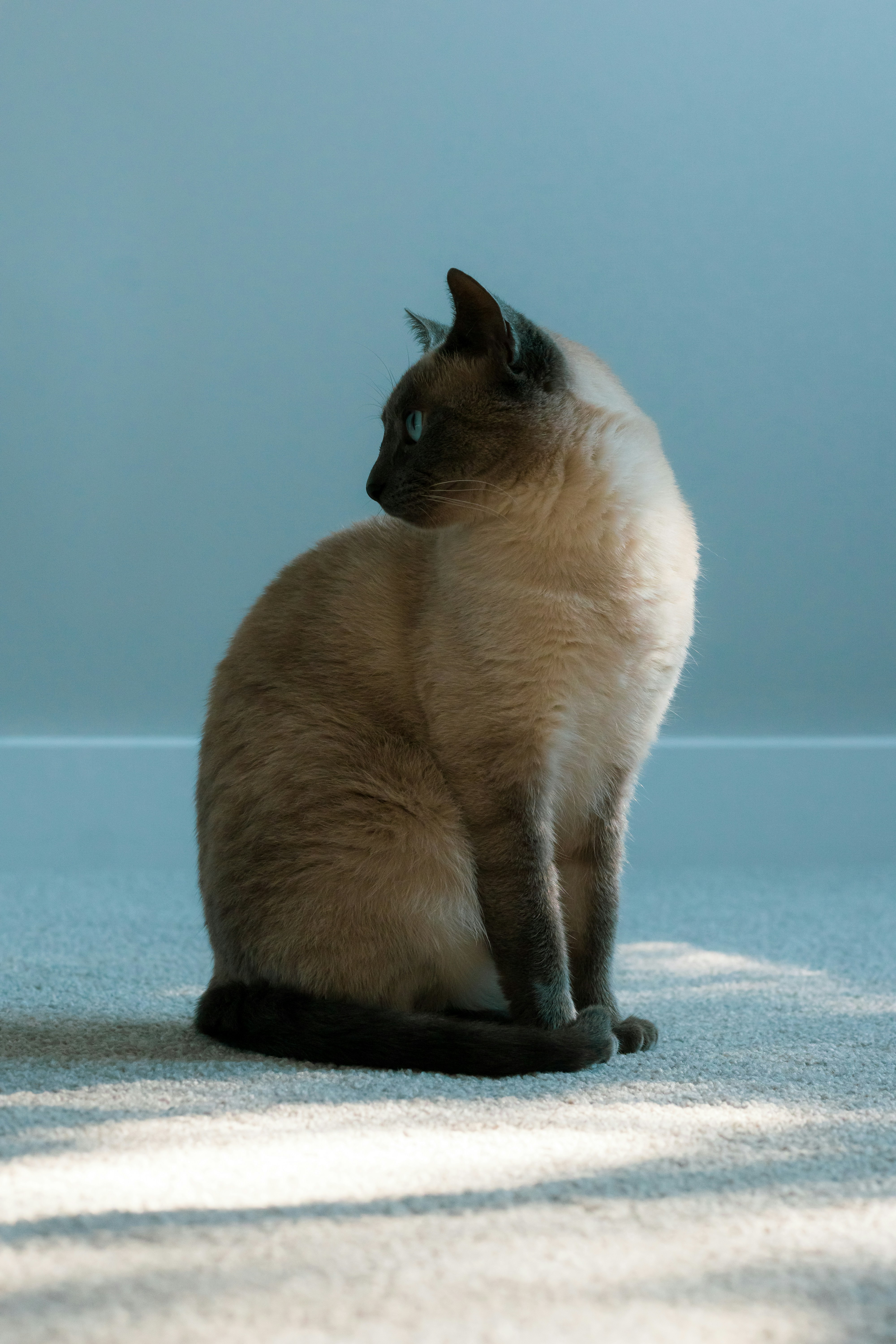 Siamese in Soft Azure: A Contemplative Portrait on Carpet