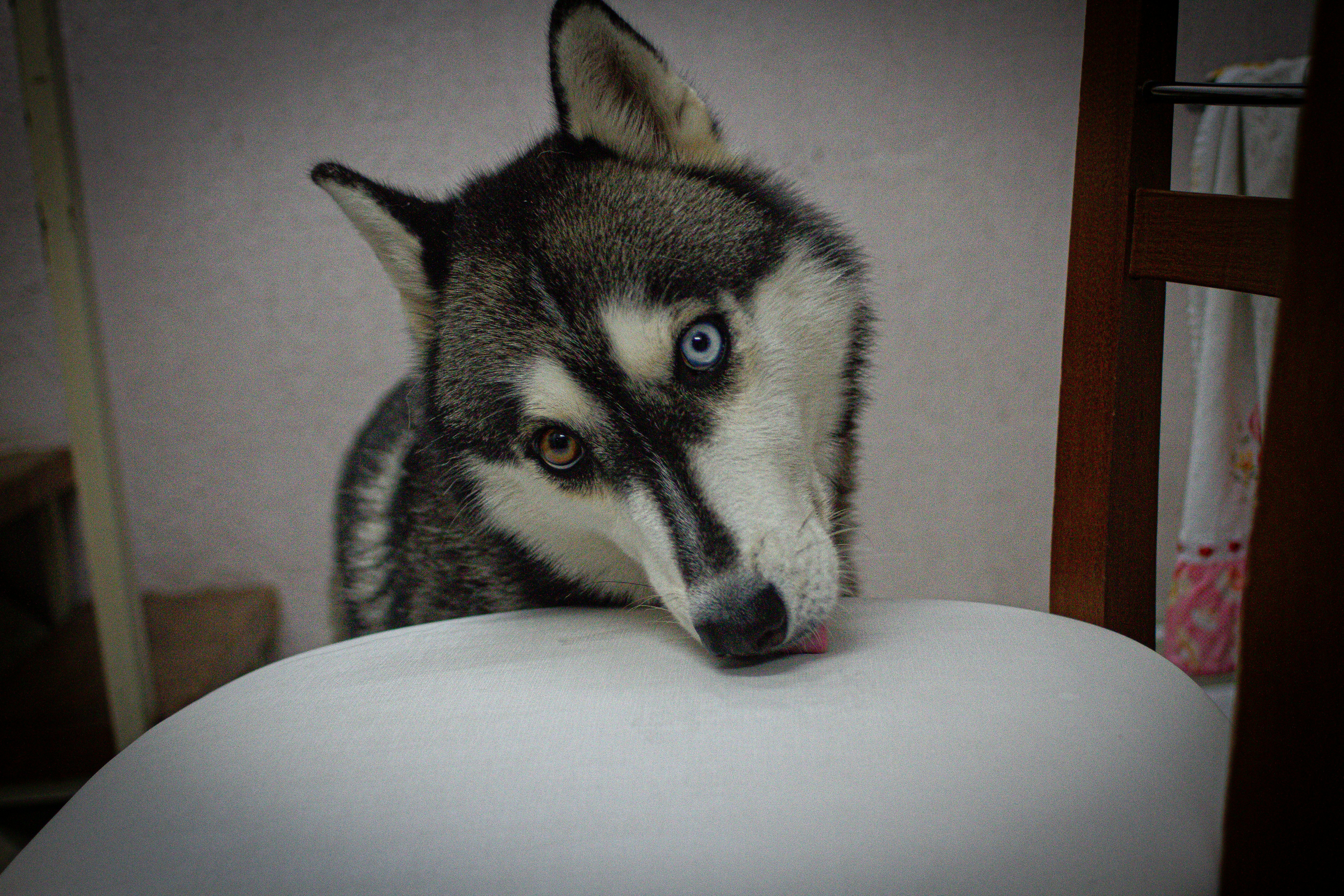 Blue-Eyed Husky Gaze Across a White Surface