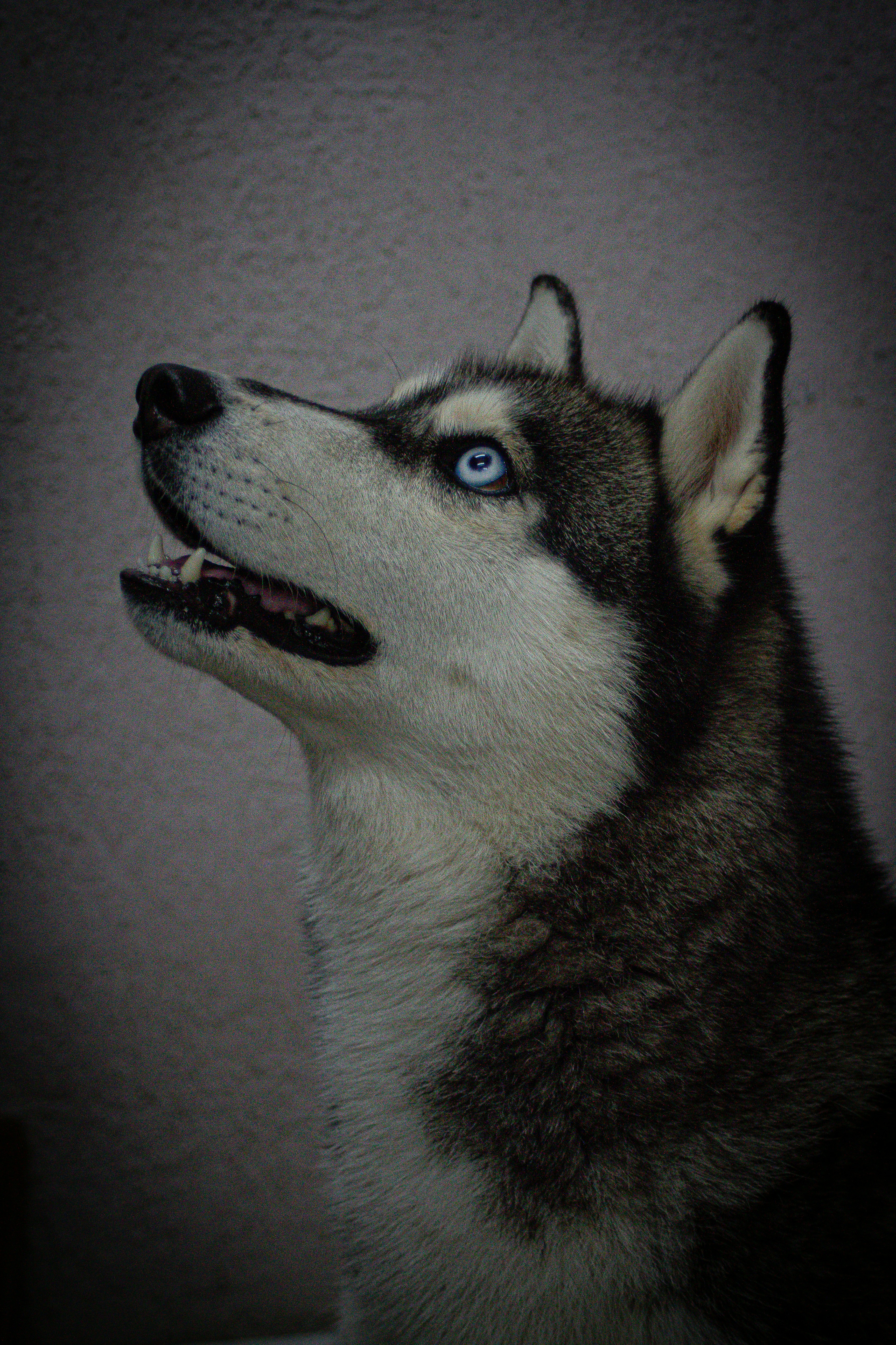 Azure Gaze: A Husky's Upward Look in Soft Night Shadows