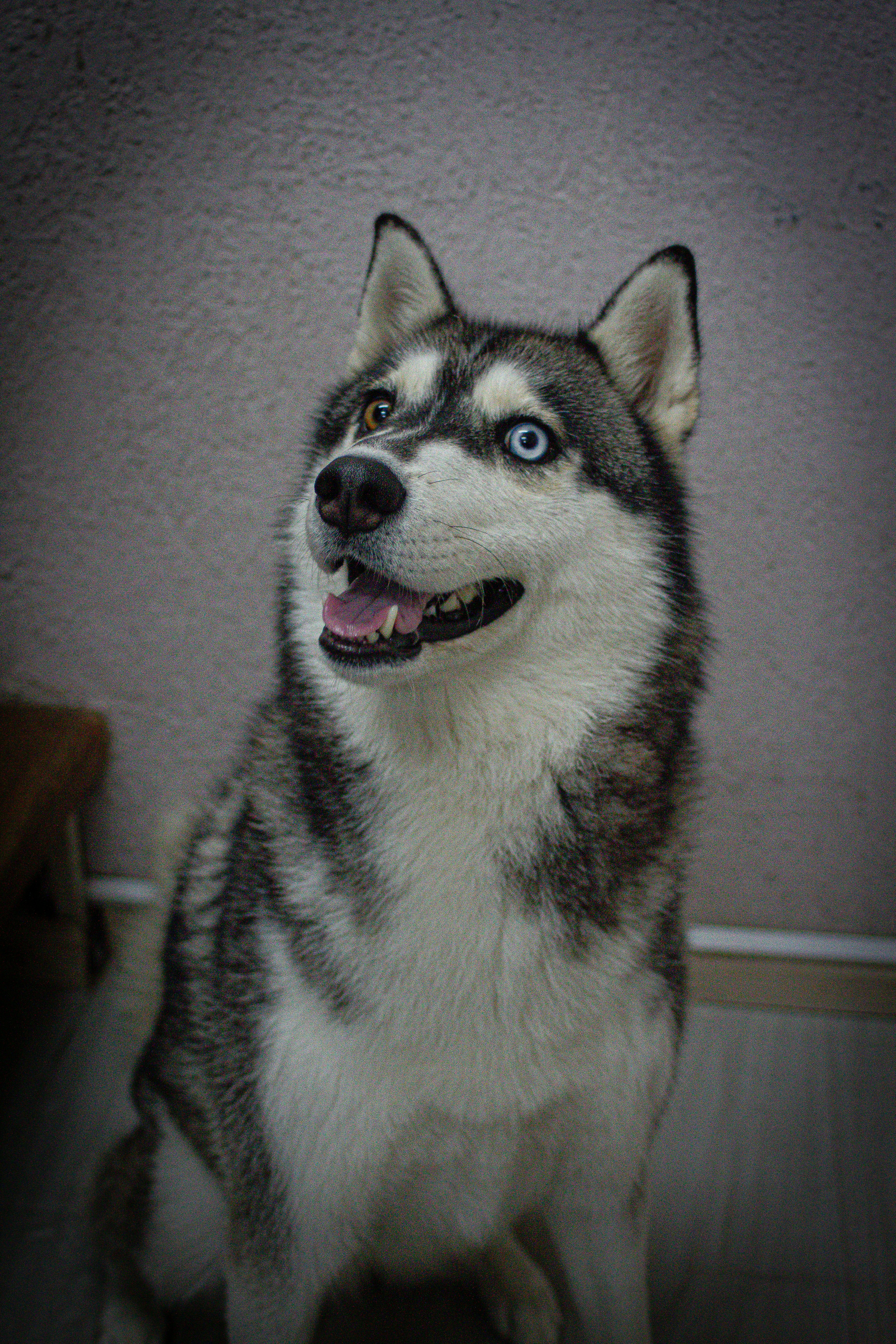 Siberian husky with heterochromia sitting indoors, displaying a curious expression.