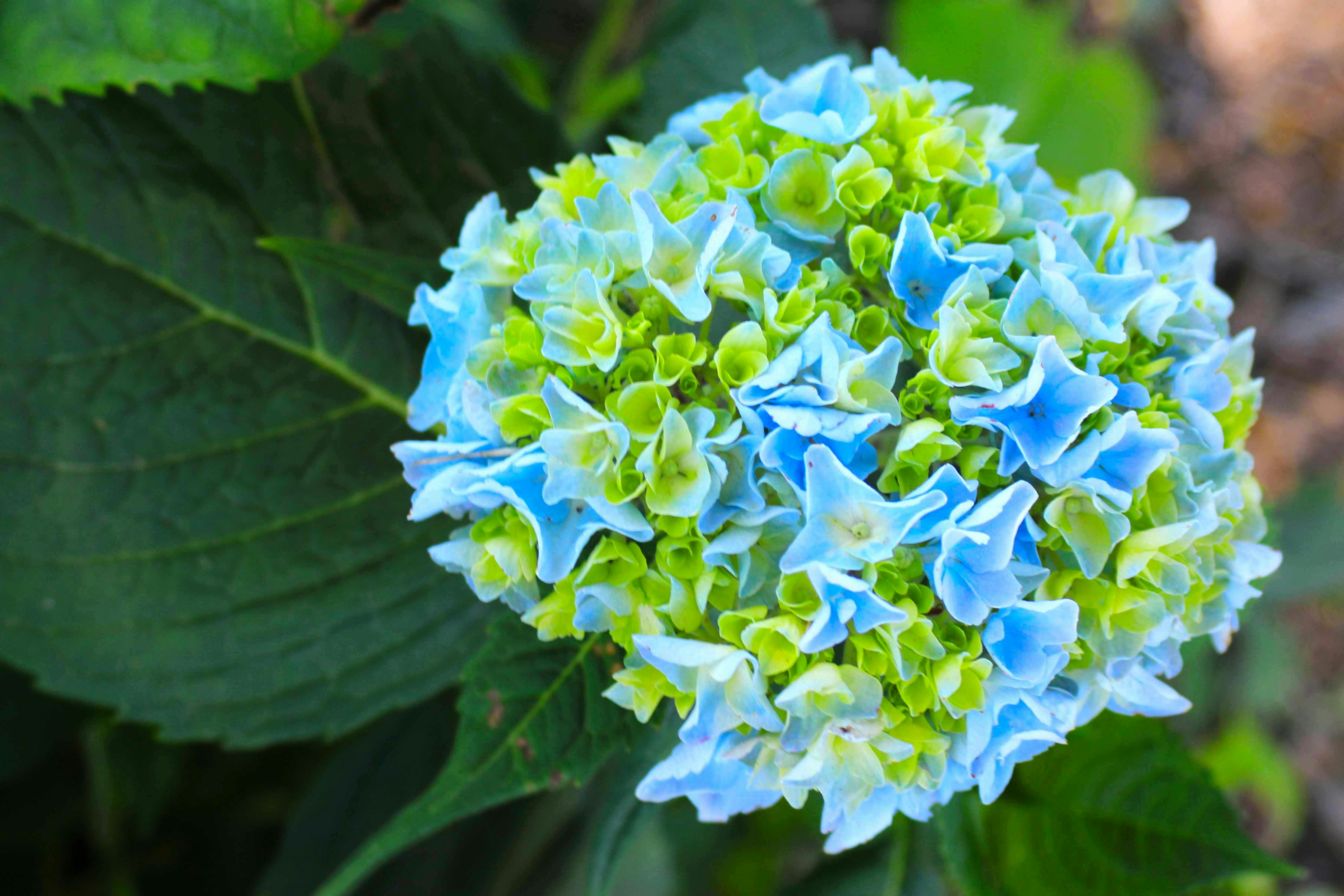 Cluster of blue and green hydrangea flowers surrounded by lush green leaves.