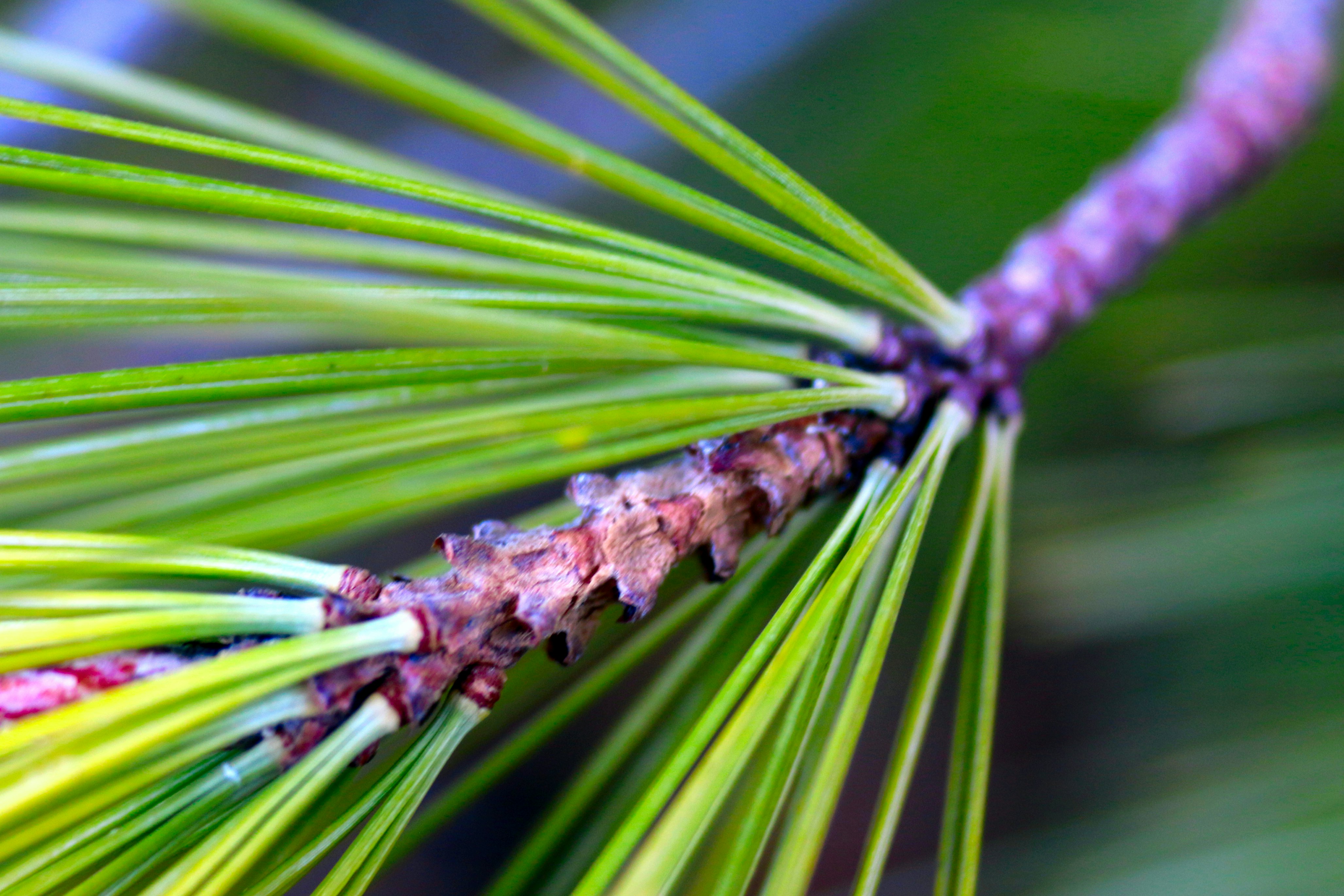 Needle-Orange Pine Cone: A Macro Quiet Through Pine Needles