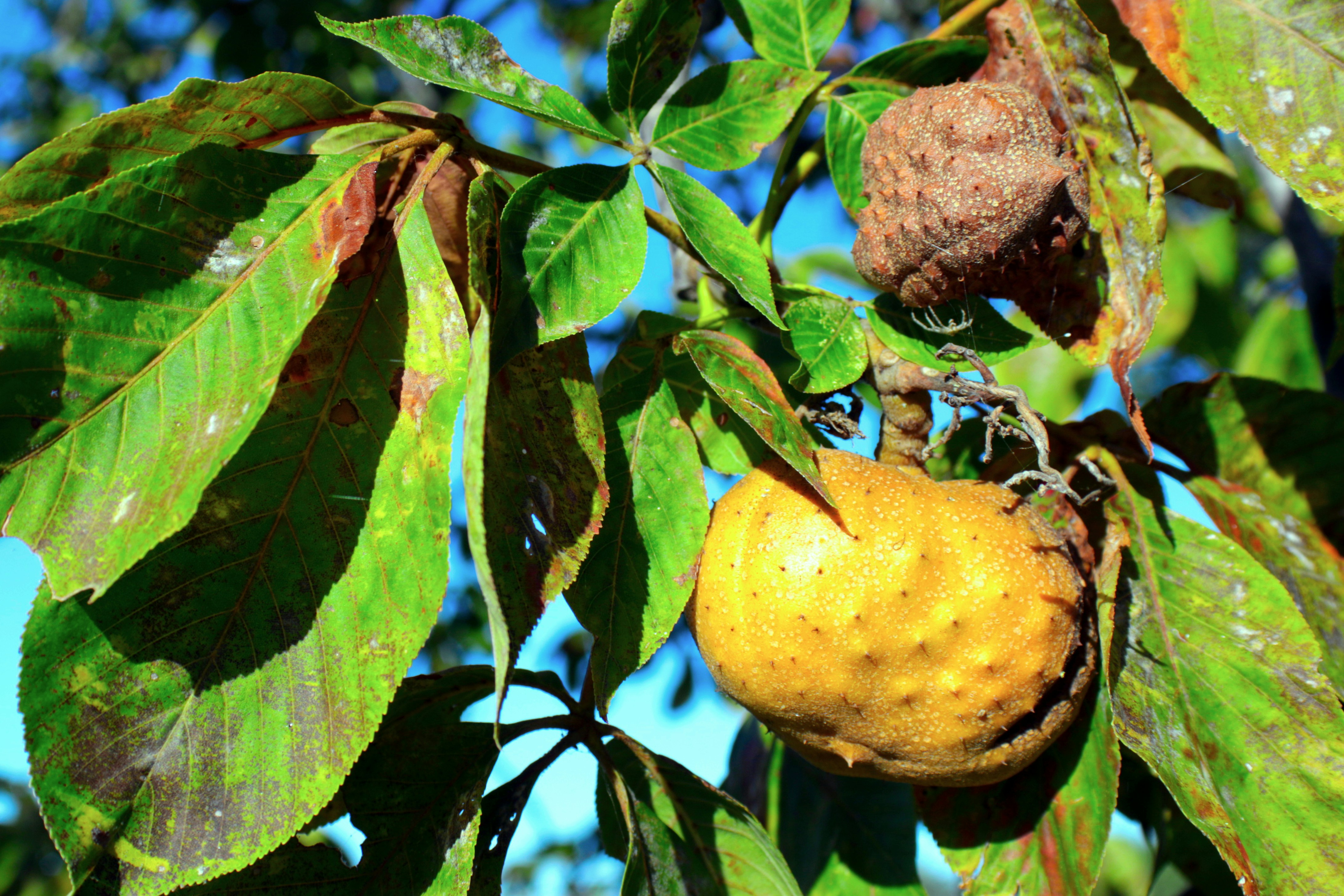 Sunlit Harvest: Ripening Fruit Amidst Autumn Leaves