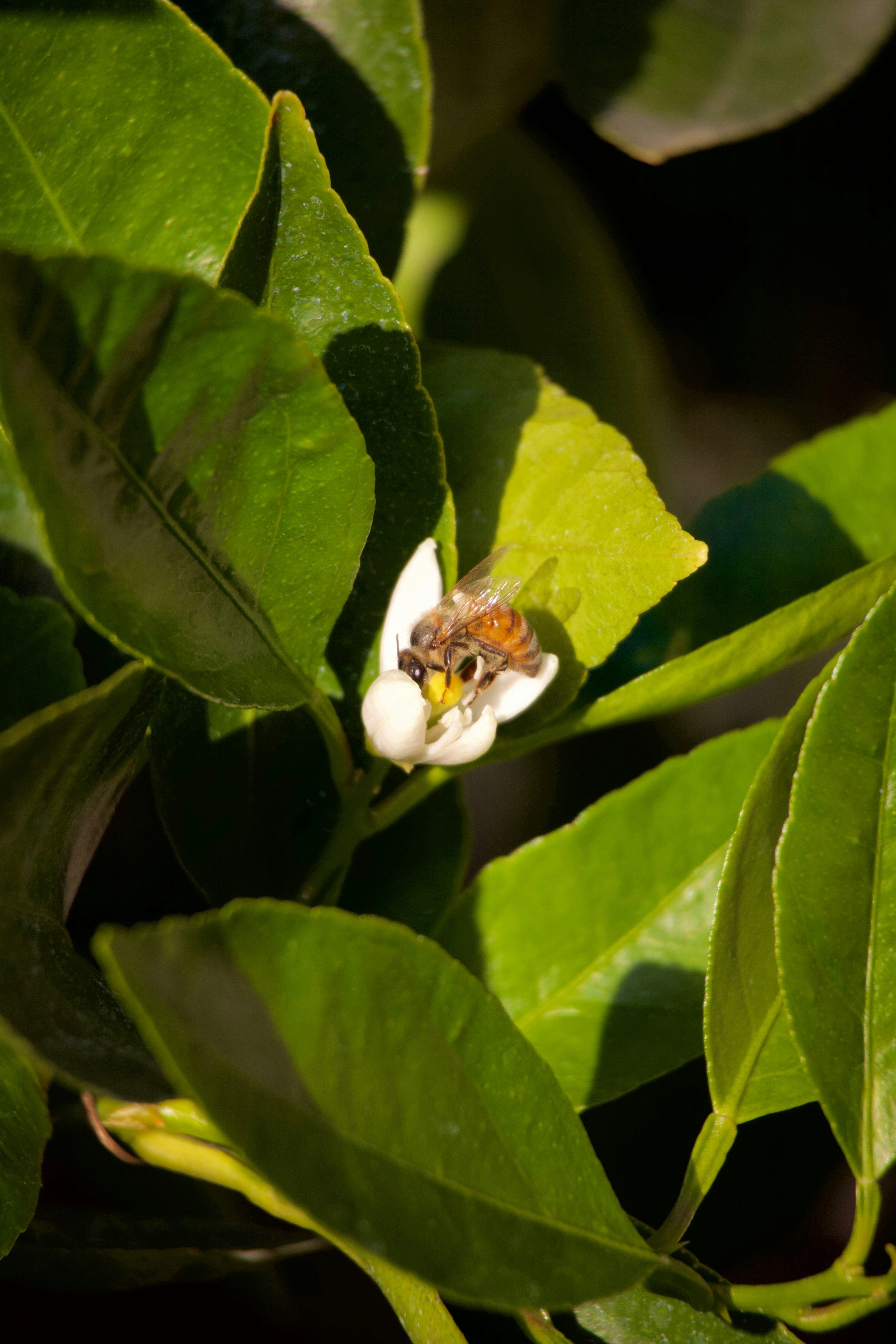 Bee at the Blossom's Edge