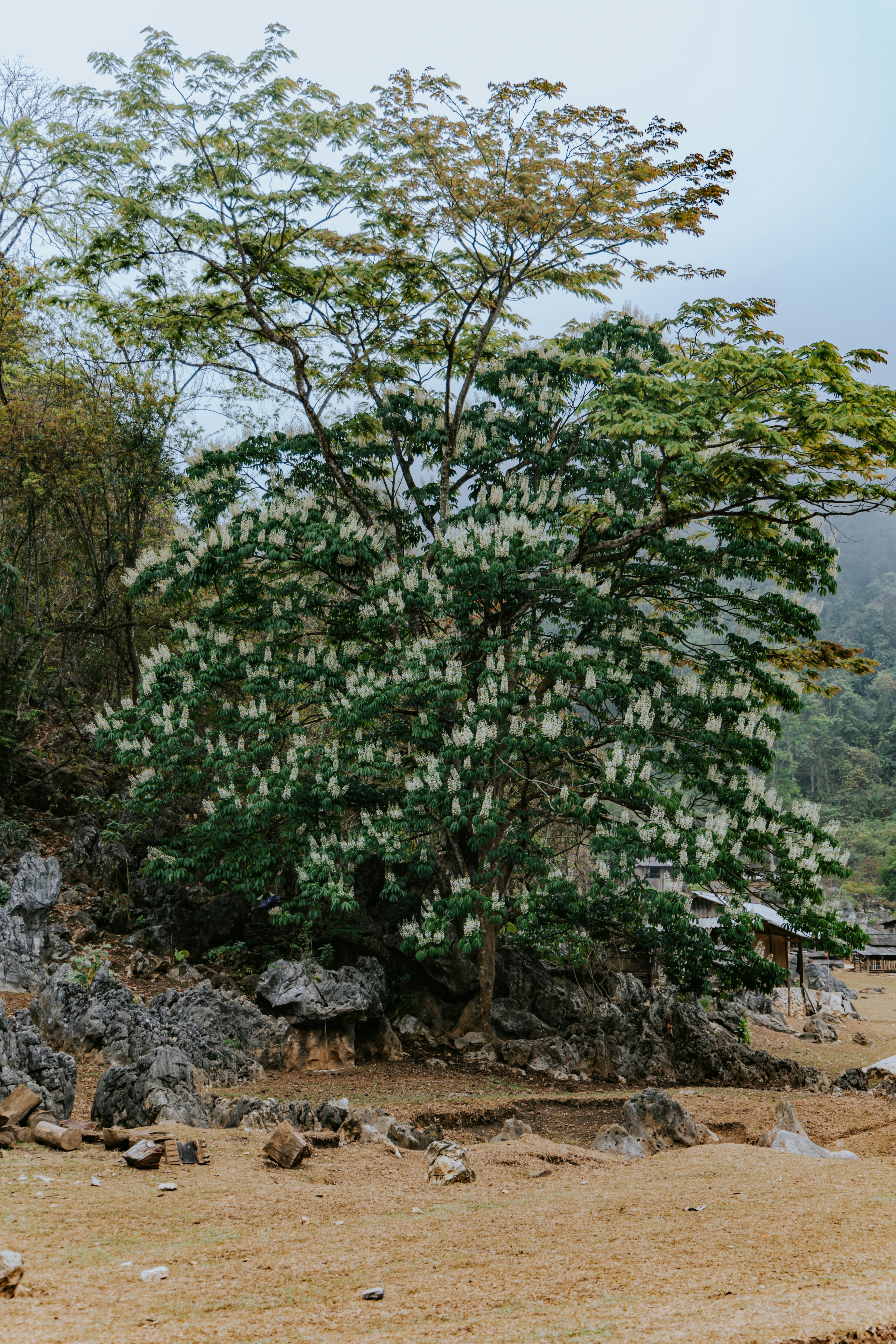Craggy Glow: White-Flowered Tree Framing a Quiet Hillside Hamlet