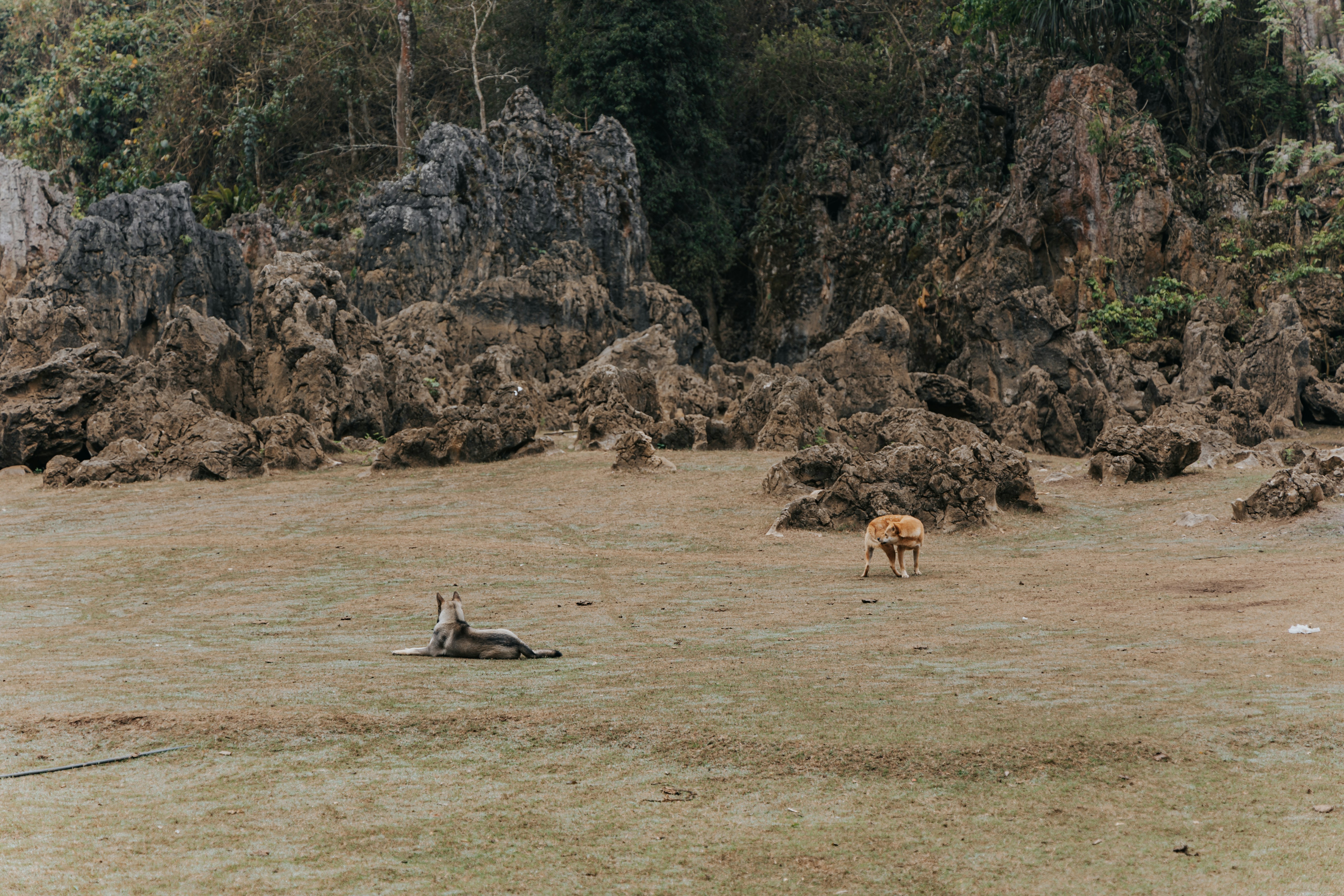 Two cows rest peacefully on a grassy plain with jagged limestone formations in the background.