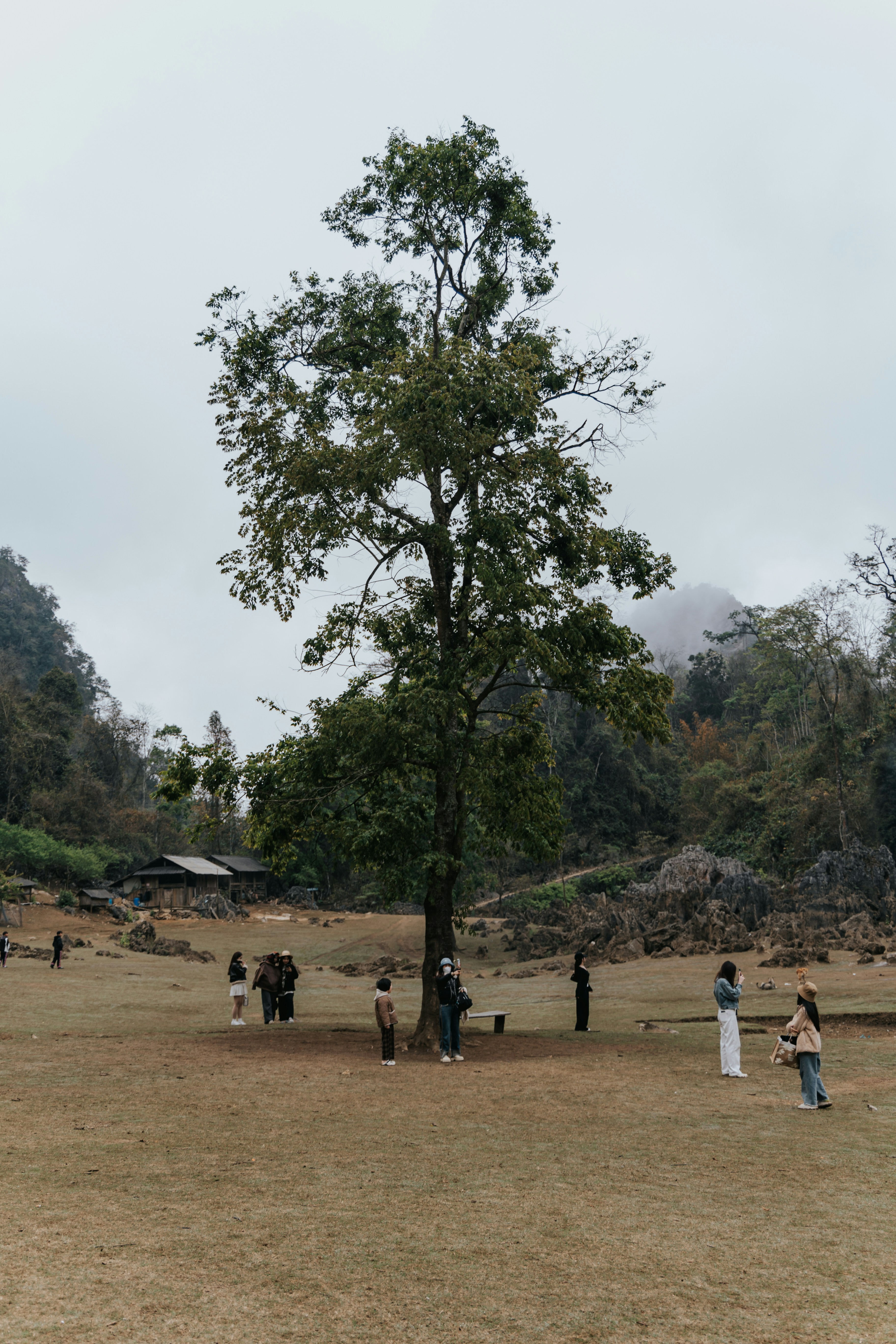 People gather around a tree in a scenic landscape. photo – Free Forest ...