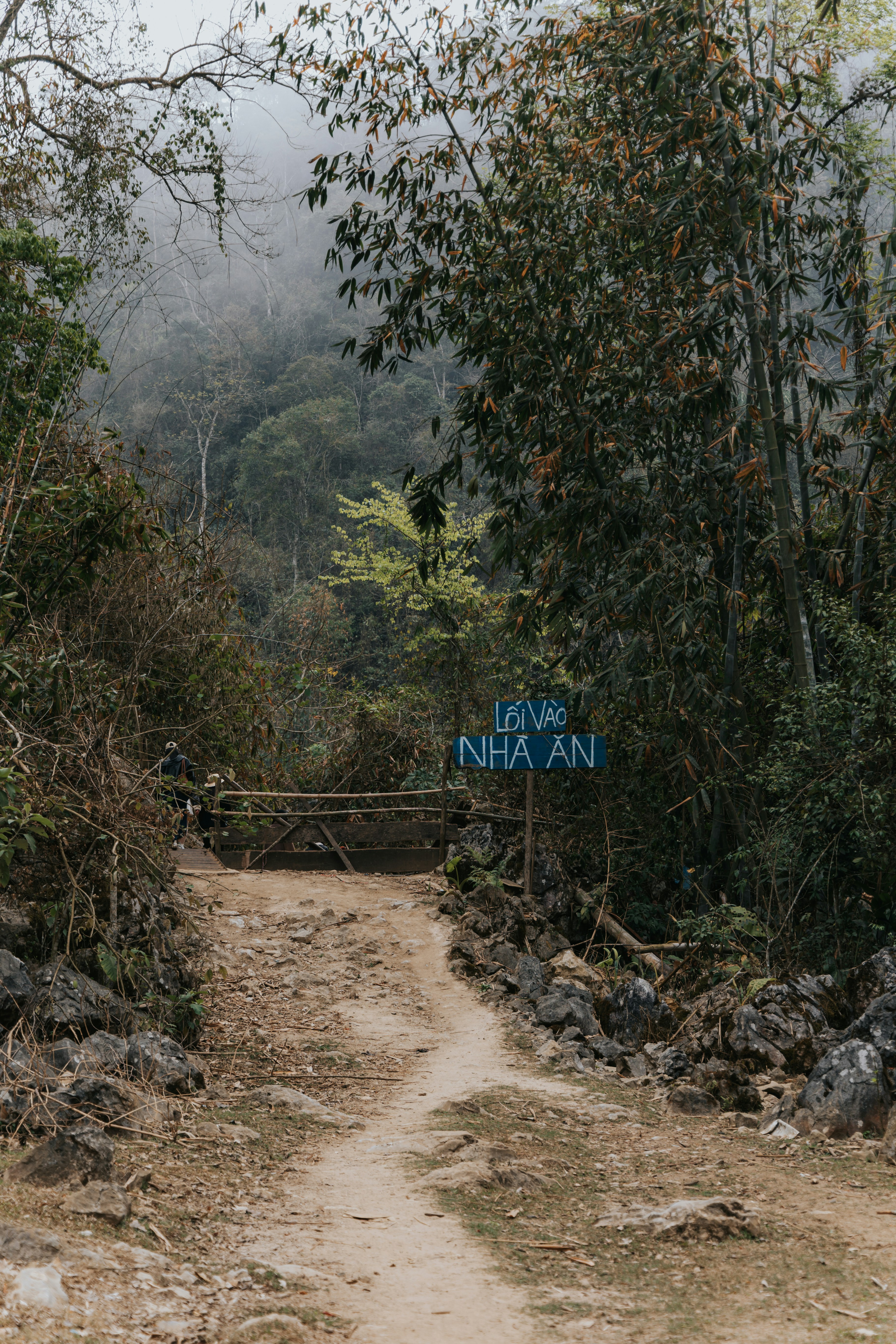 Mist-veiled Forest Trail with a Blue Sign