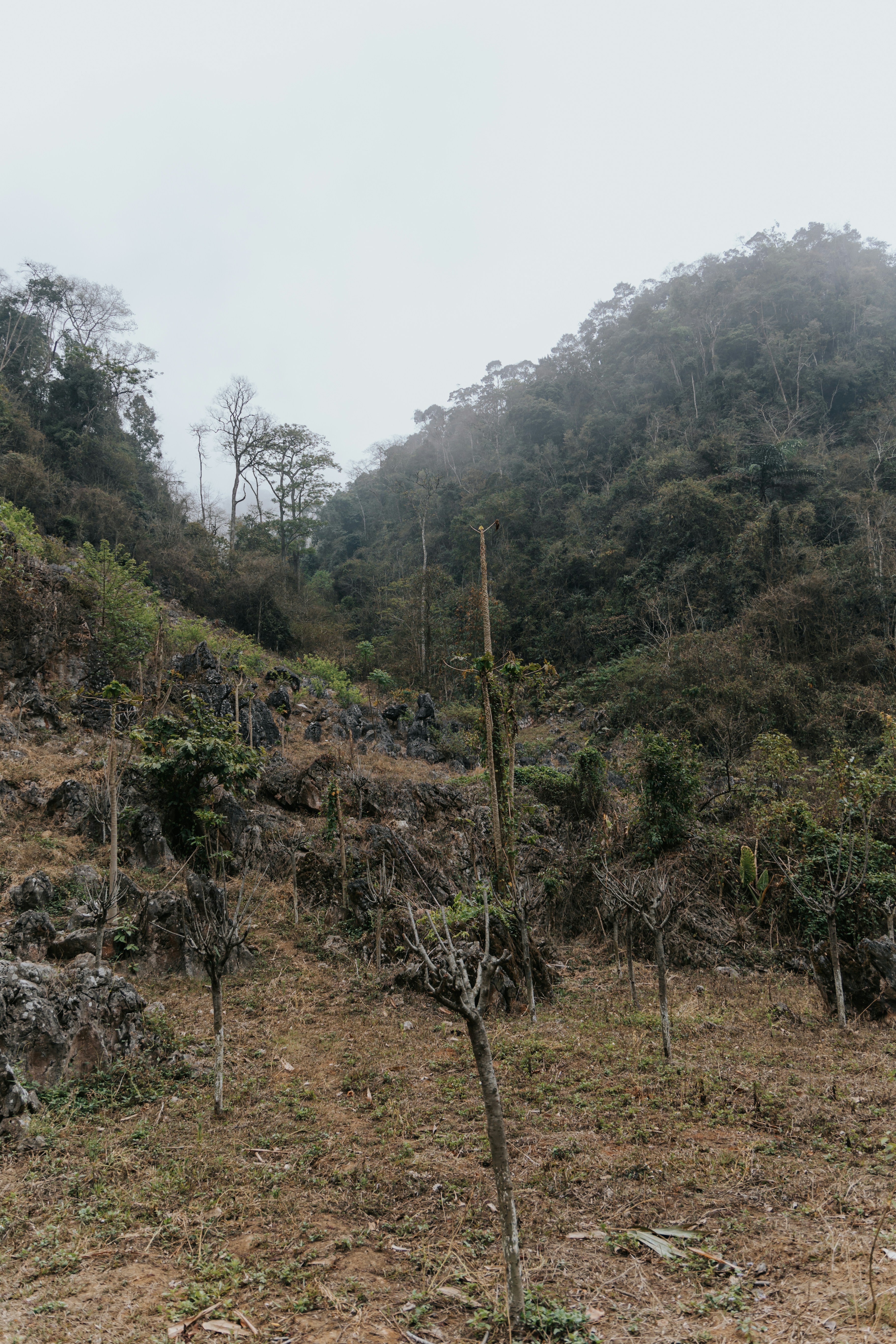 Fog drapes over a rugged hillside dotted with sparse vegetation.