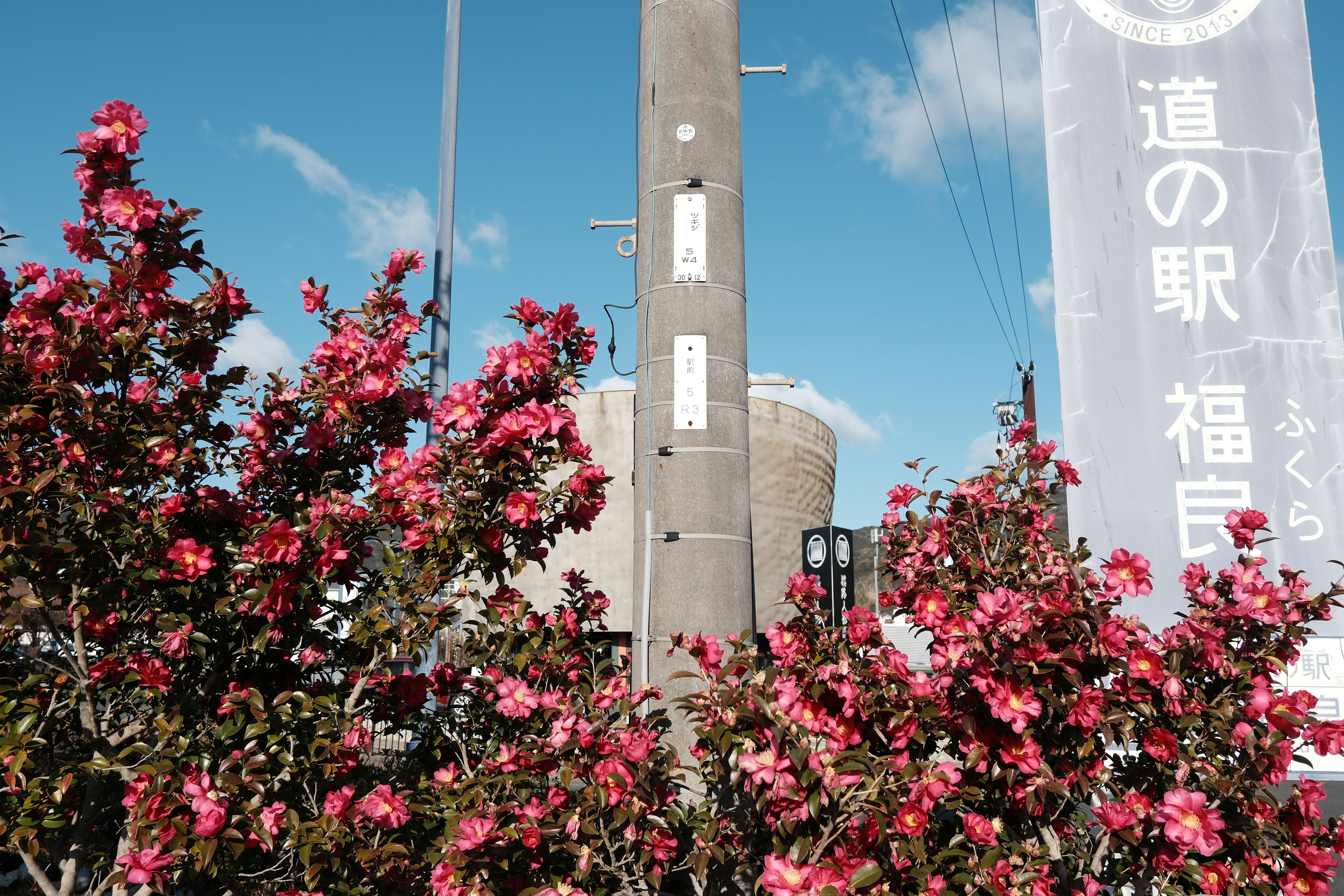 Floral Symphony Against Urban Lines