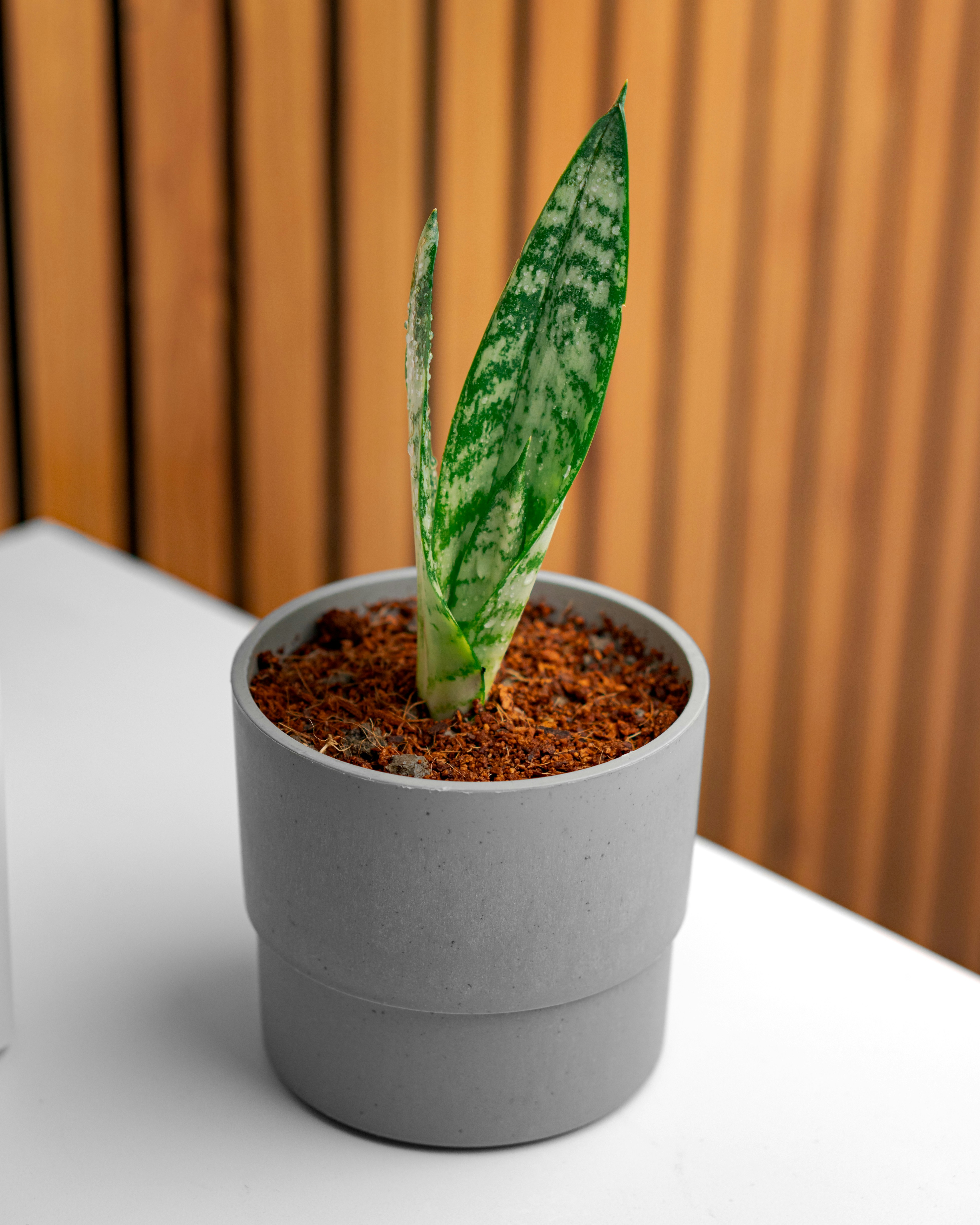 Photo by Sayan Majhi with Sony Alpha 6400