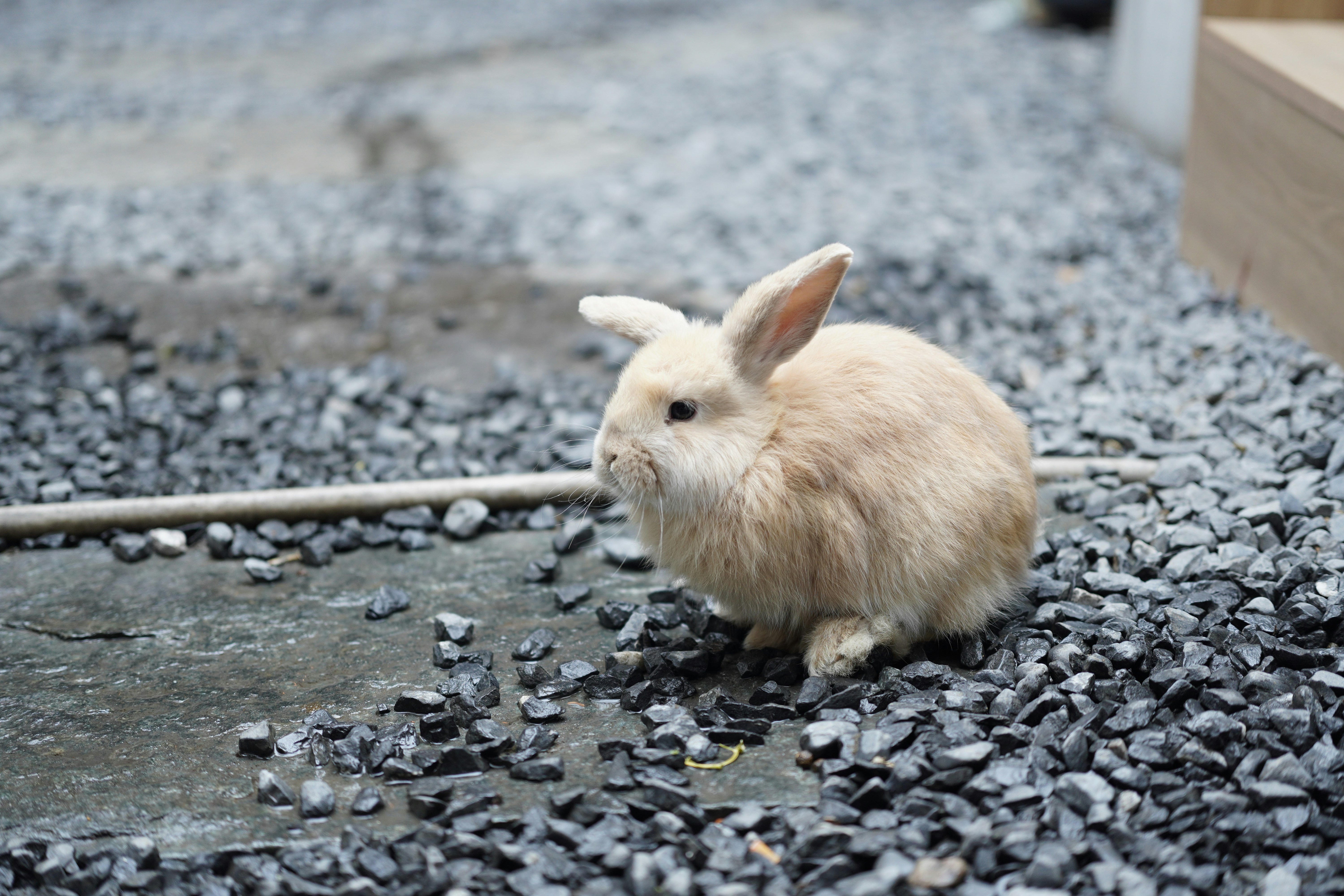 Curious Rabbit Treads a Gravel Path by the Water's Edge
