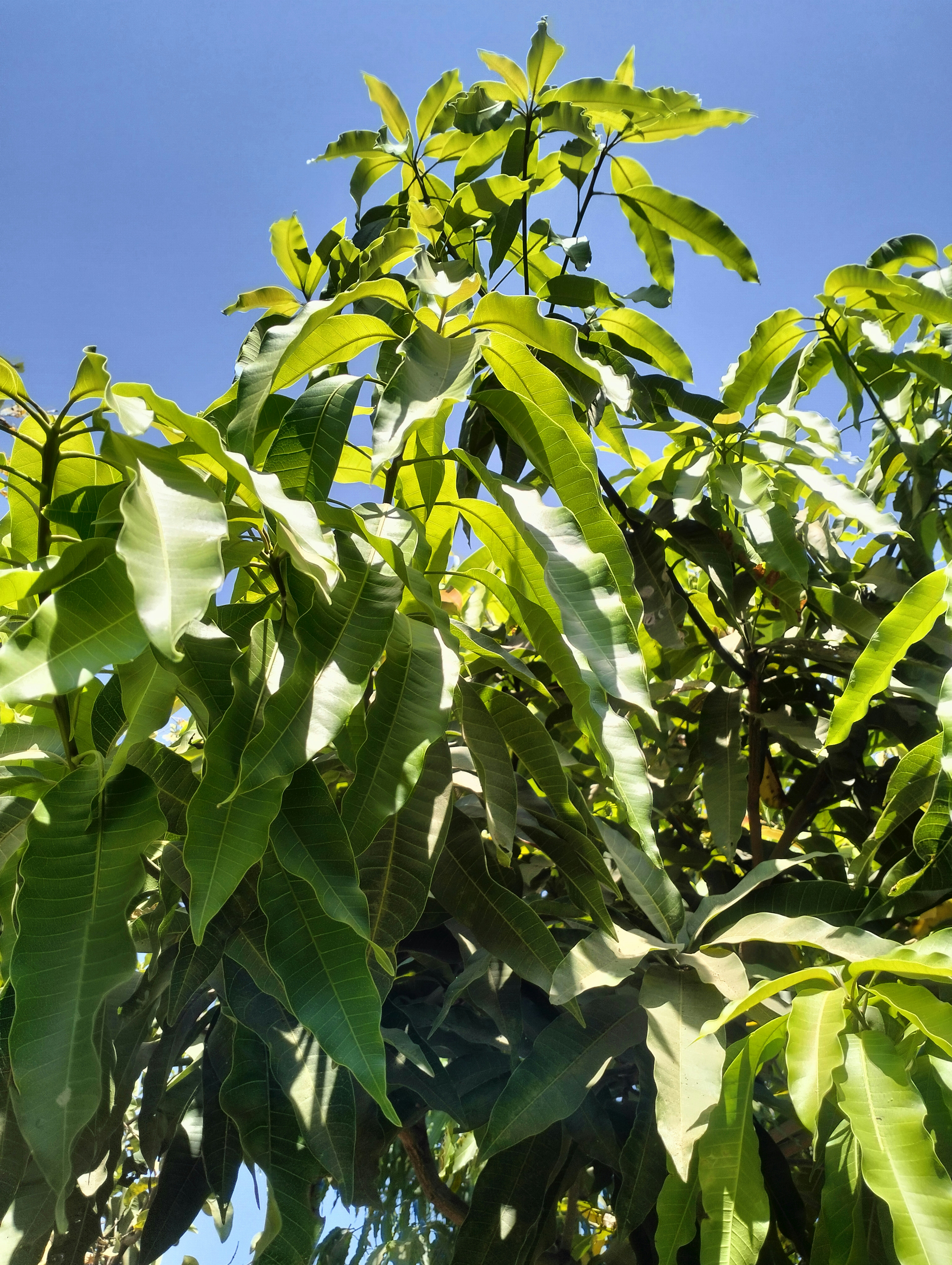 Photo by IMJM with Oppo A96