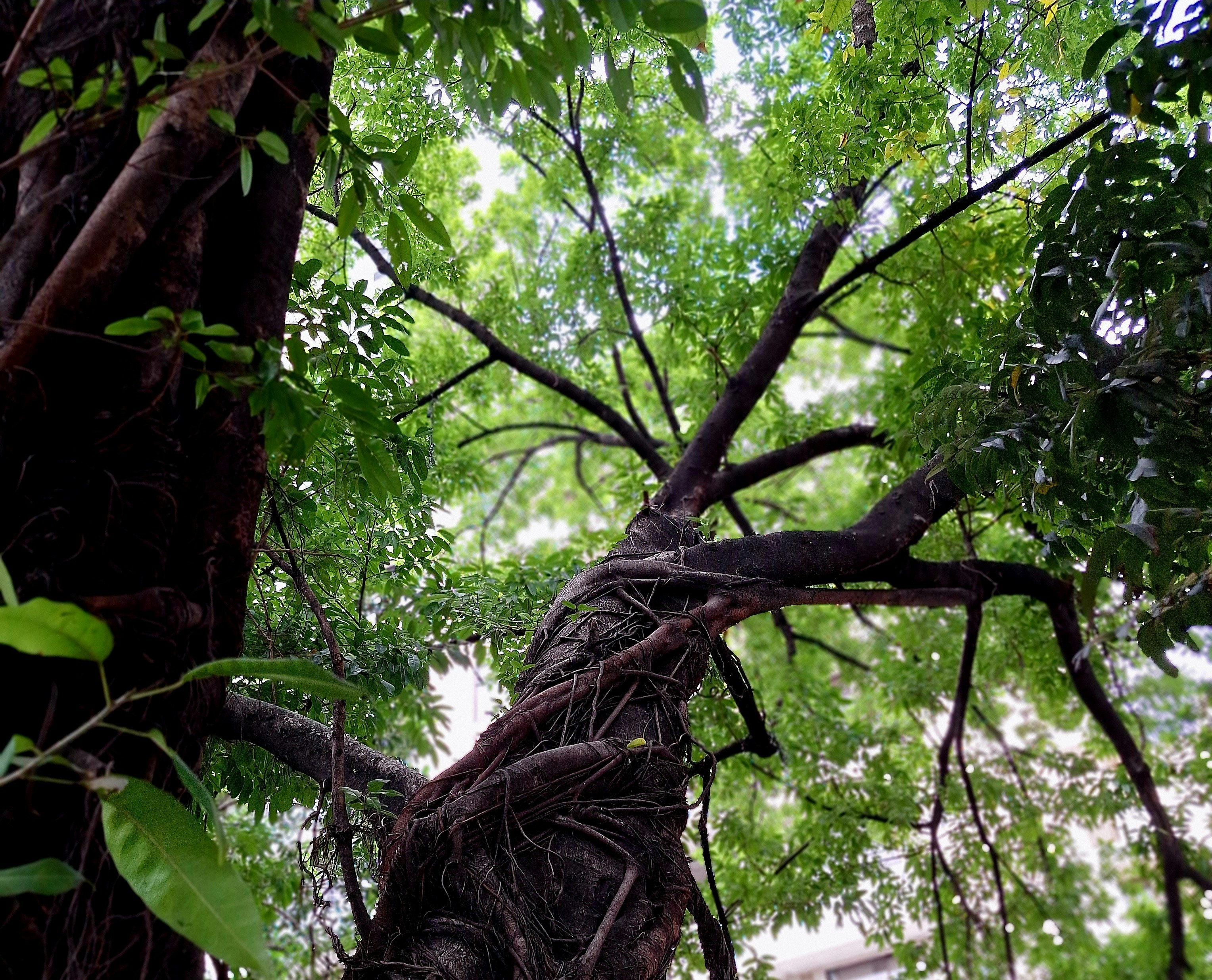 Twisted tree branches reaching into a canopy of vibrant green leaves.