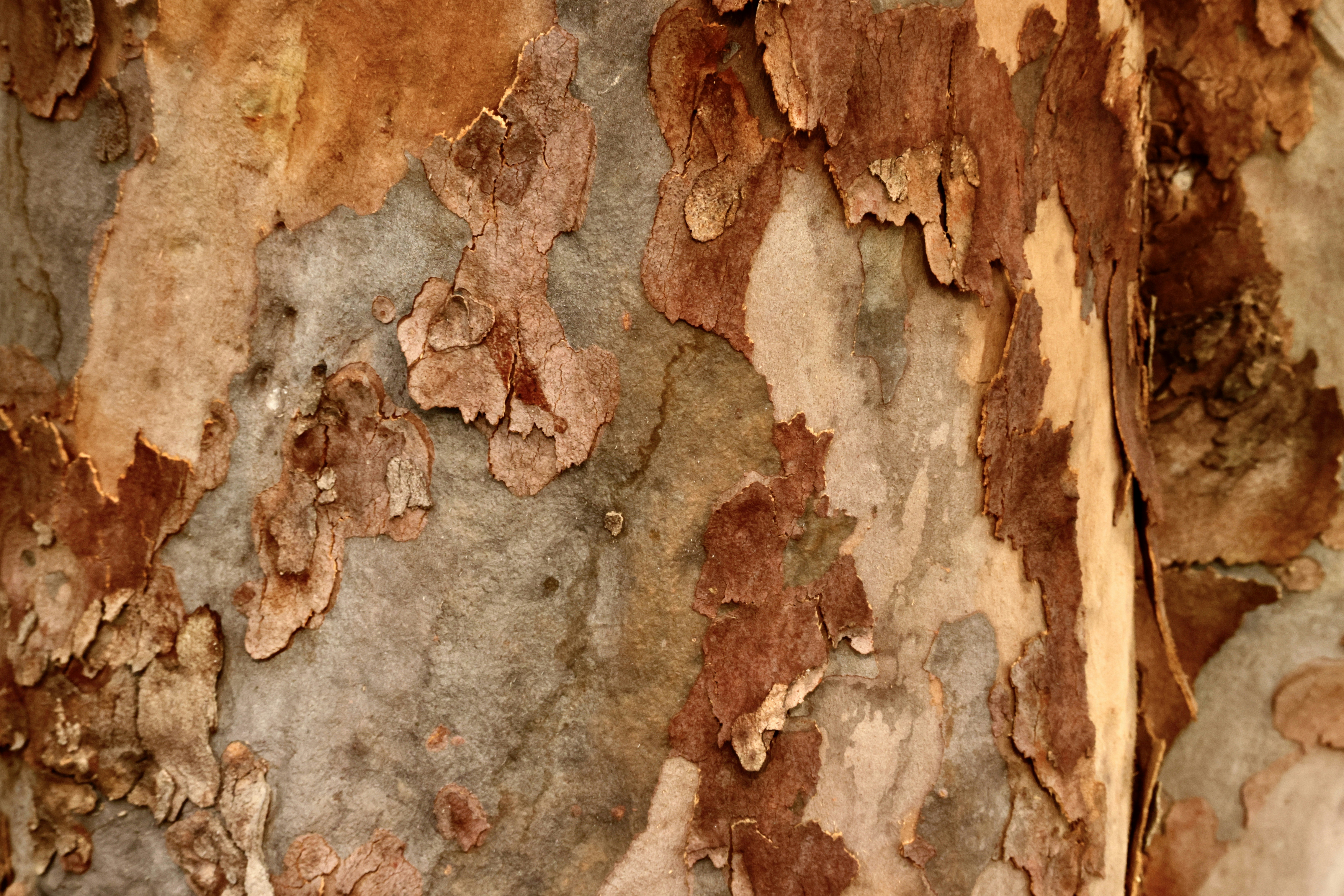 The bark of a tree presents a textured appearance. photo – Free Rust ...