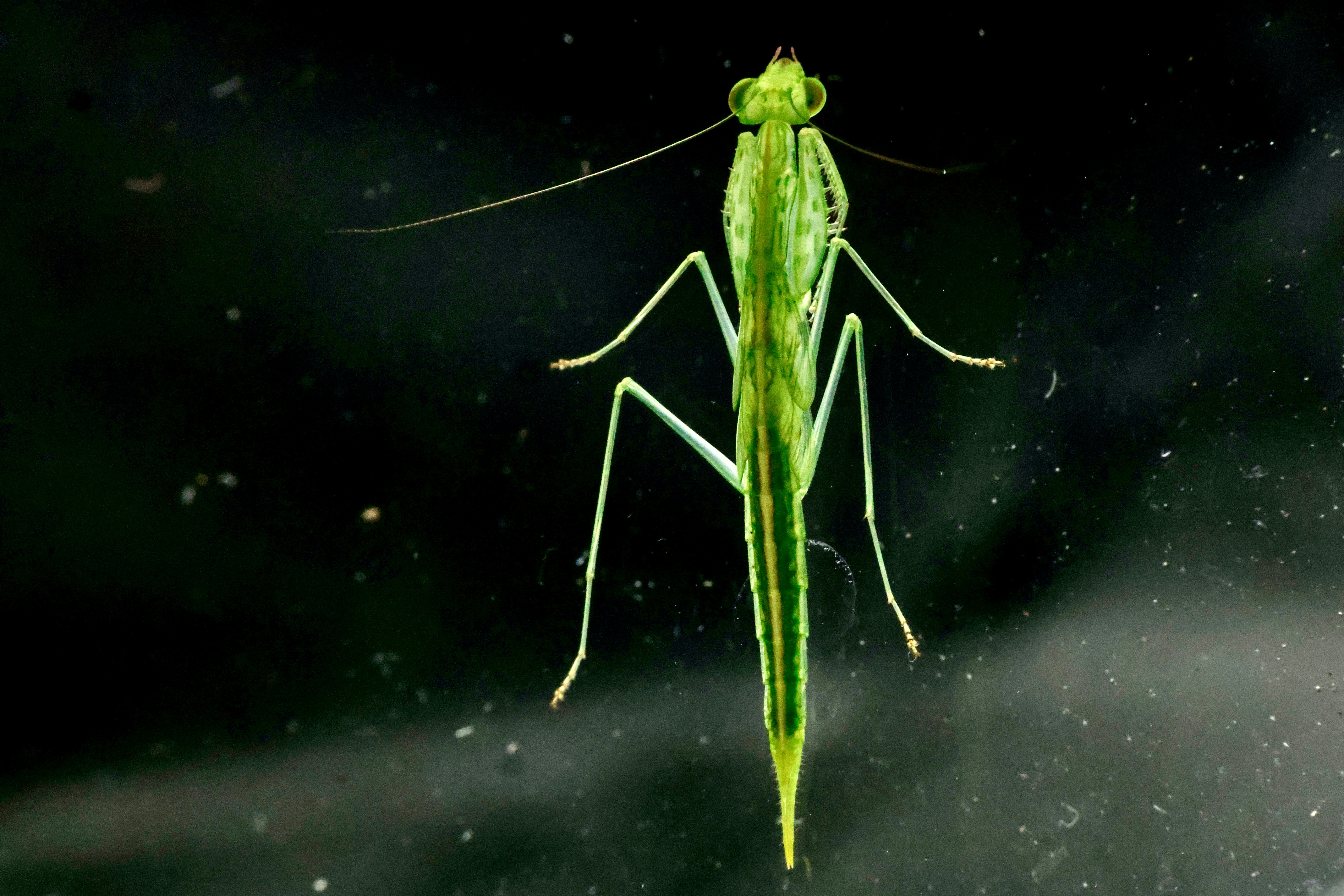 Emerald Assassin: a Gaze-Still Mantid Against a Velvet Dark