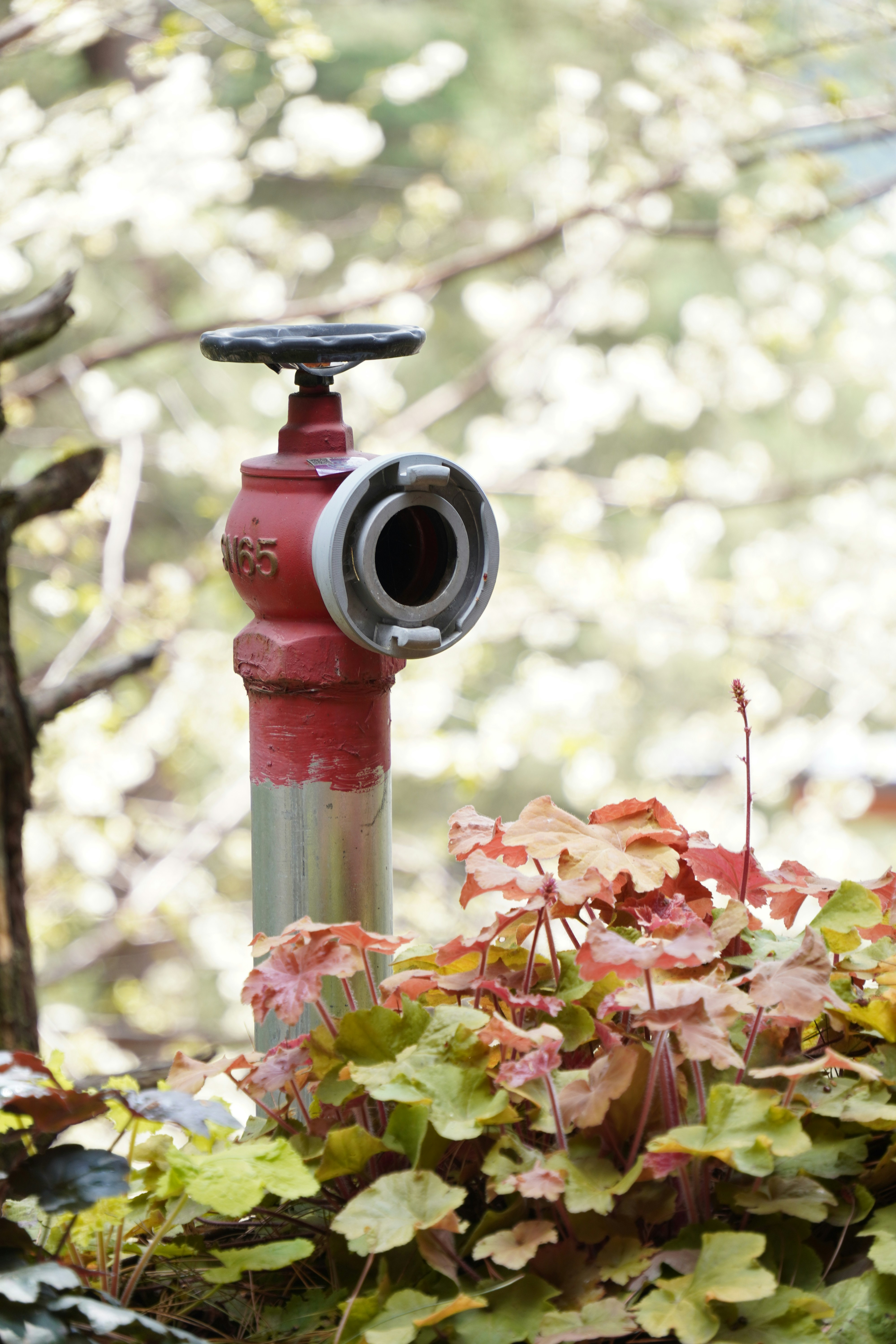 Red Hydrant Amid Autumn Leaves: A Close-Up of Color and Texture