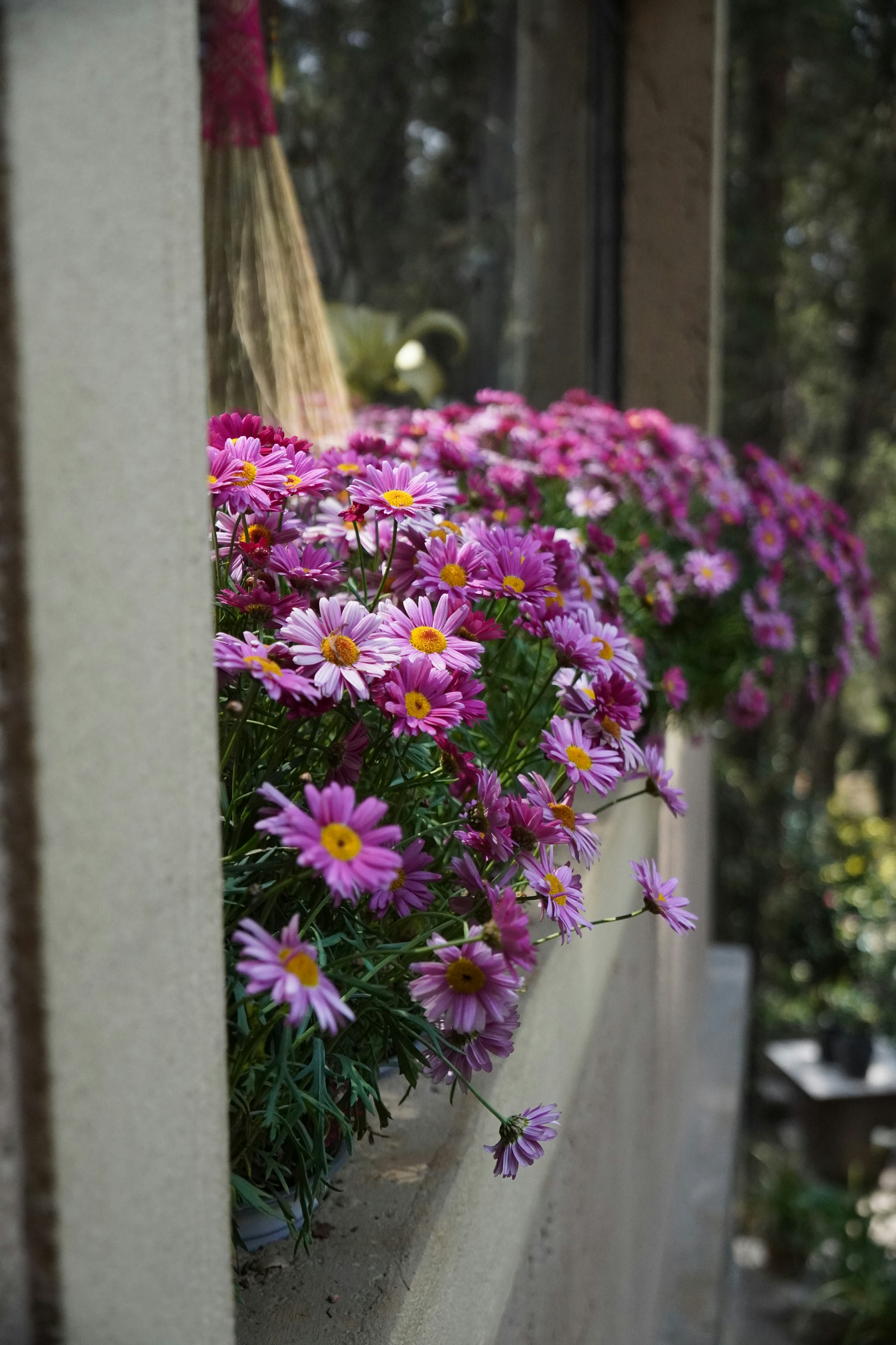 Veranda Bloom Line: Purple daisies spilling over a stone ledge