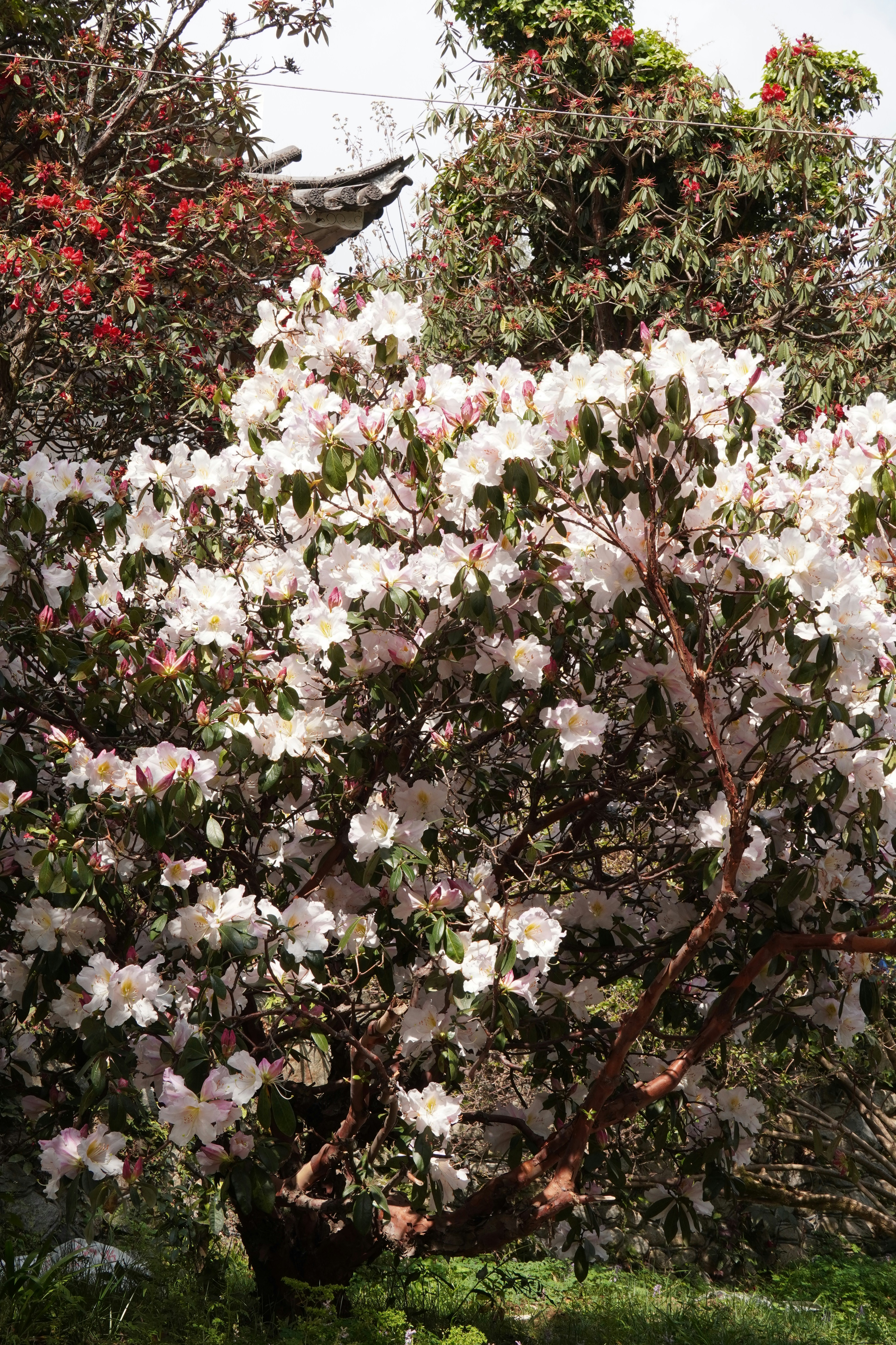 Whispered Bloom: A Sunlit Cascade of White-Pink Azaleas