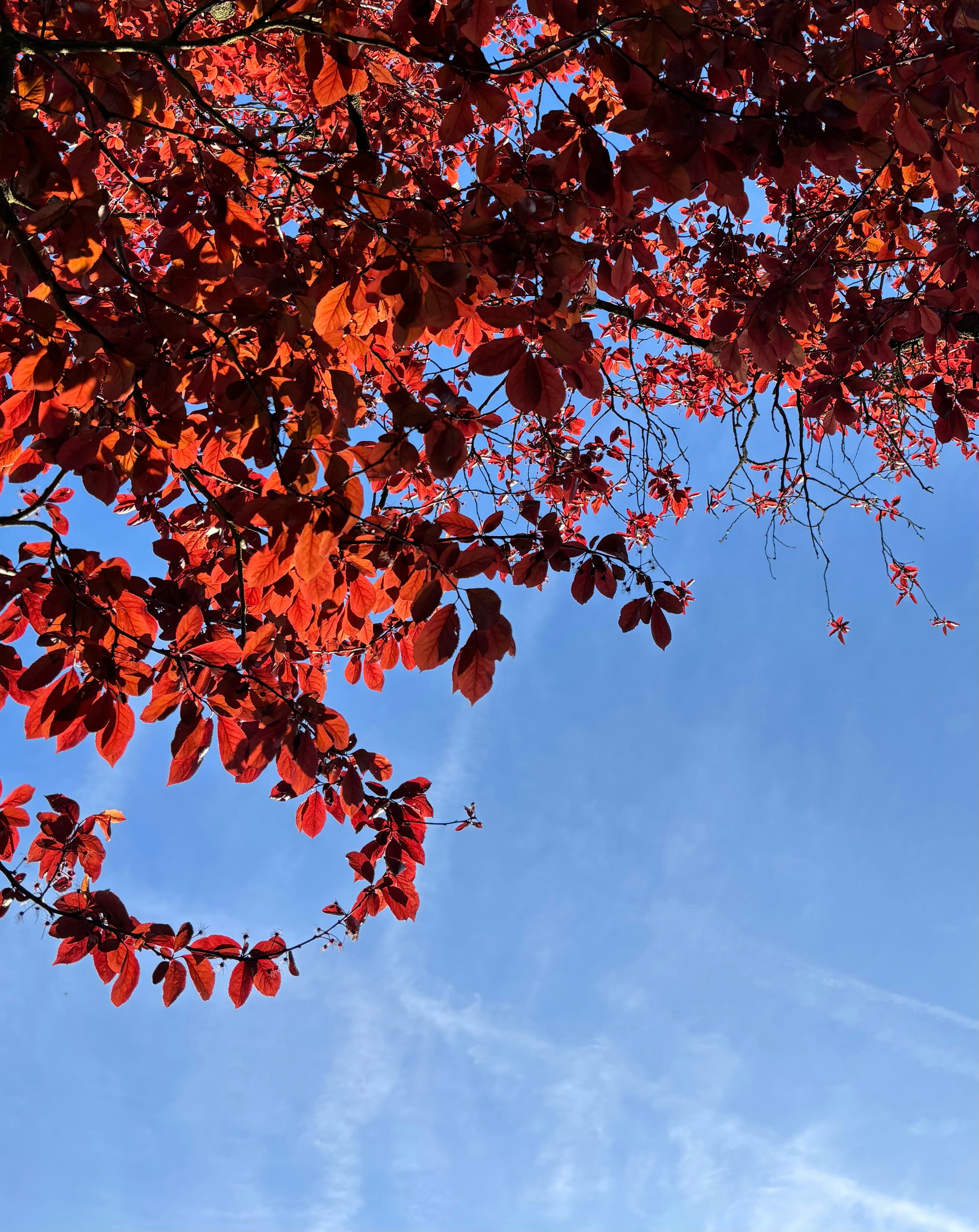 Vibrant red and orange leaves contrasted against a bright blue sky.
