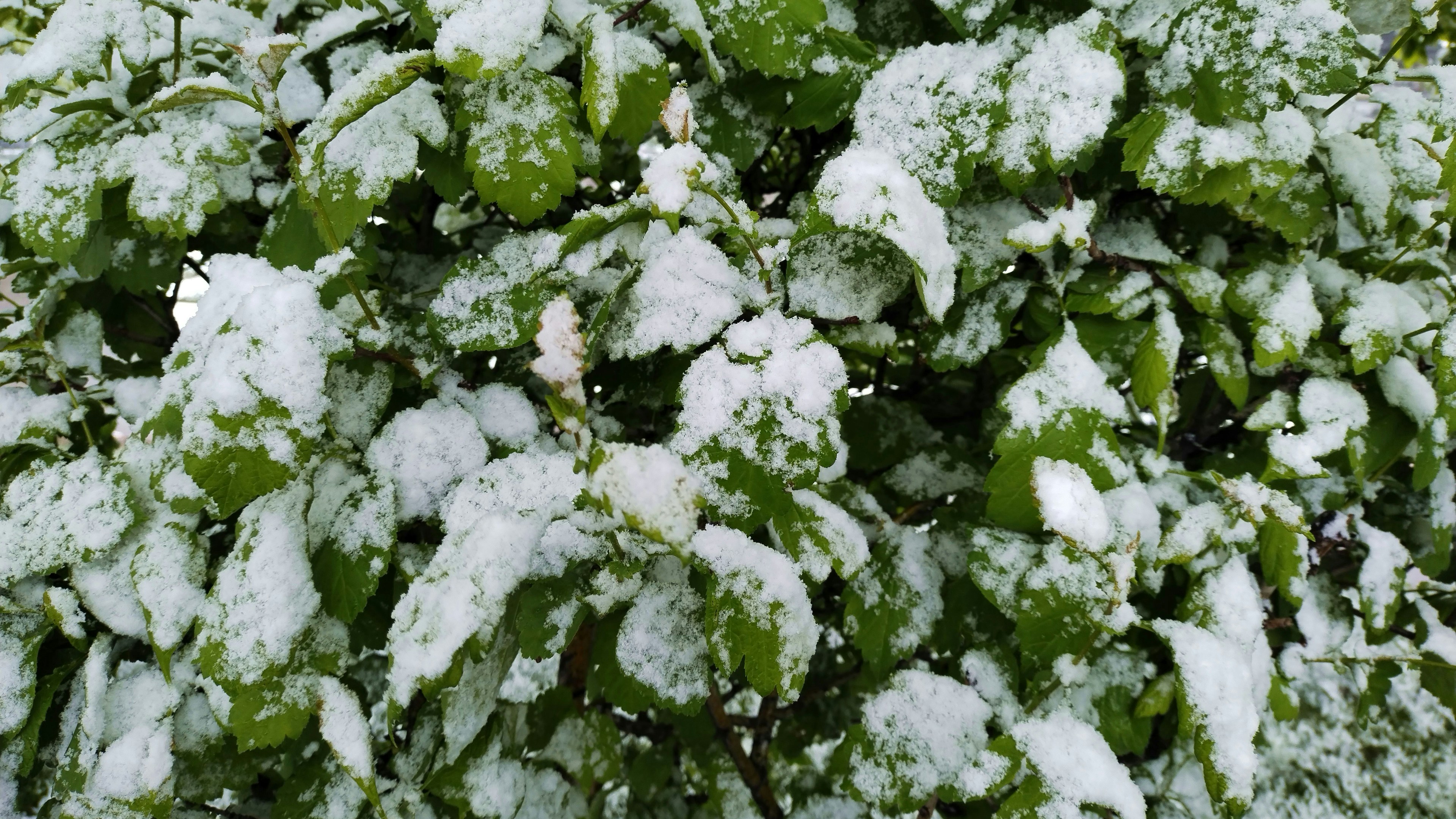 Snow covers vibrant green leaves beautifully.