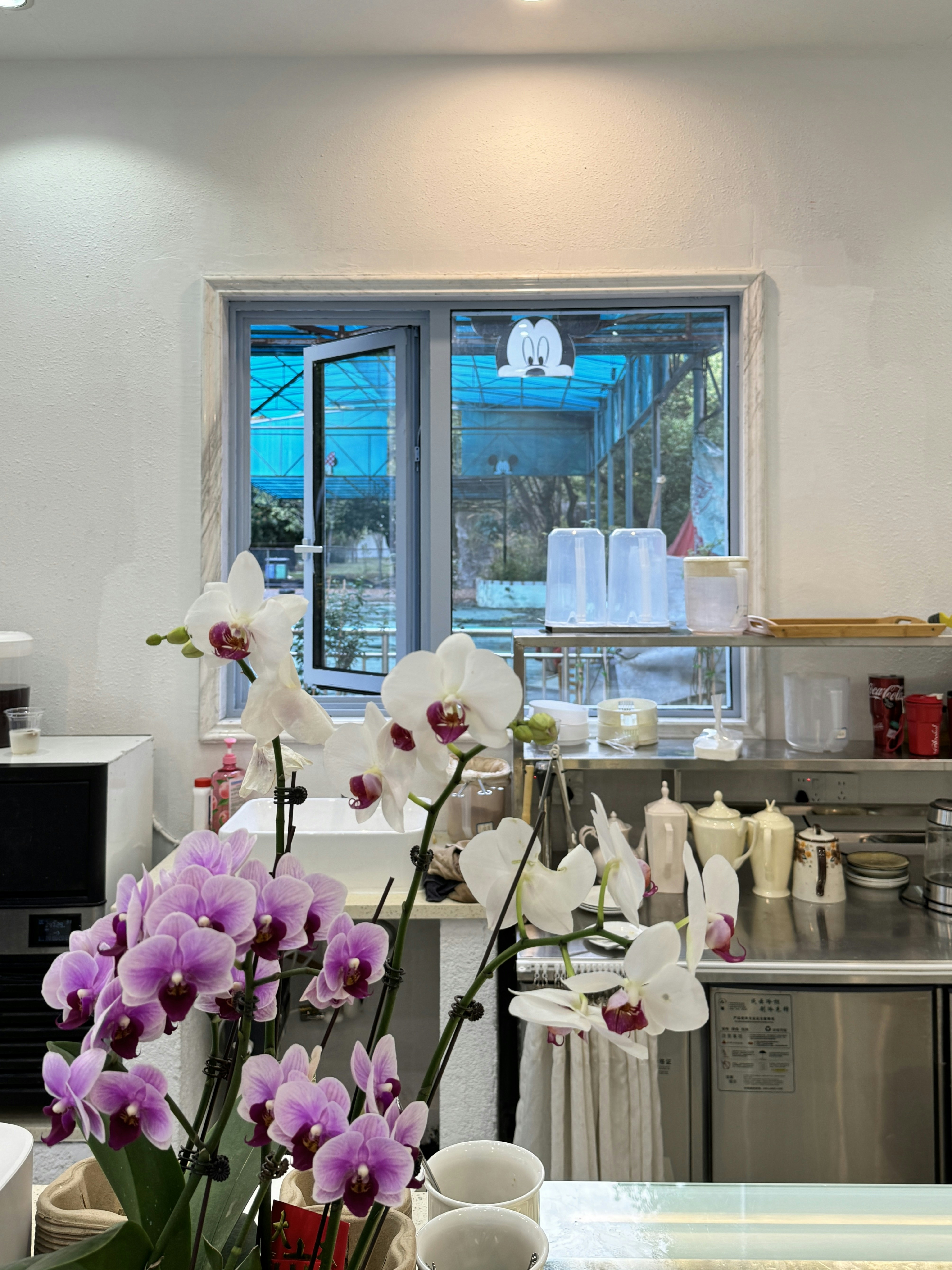 Pastel Orchids Framing a Sunlit Café Kitchen Window