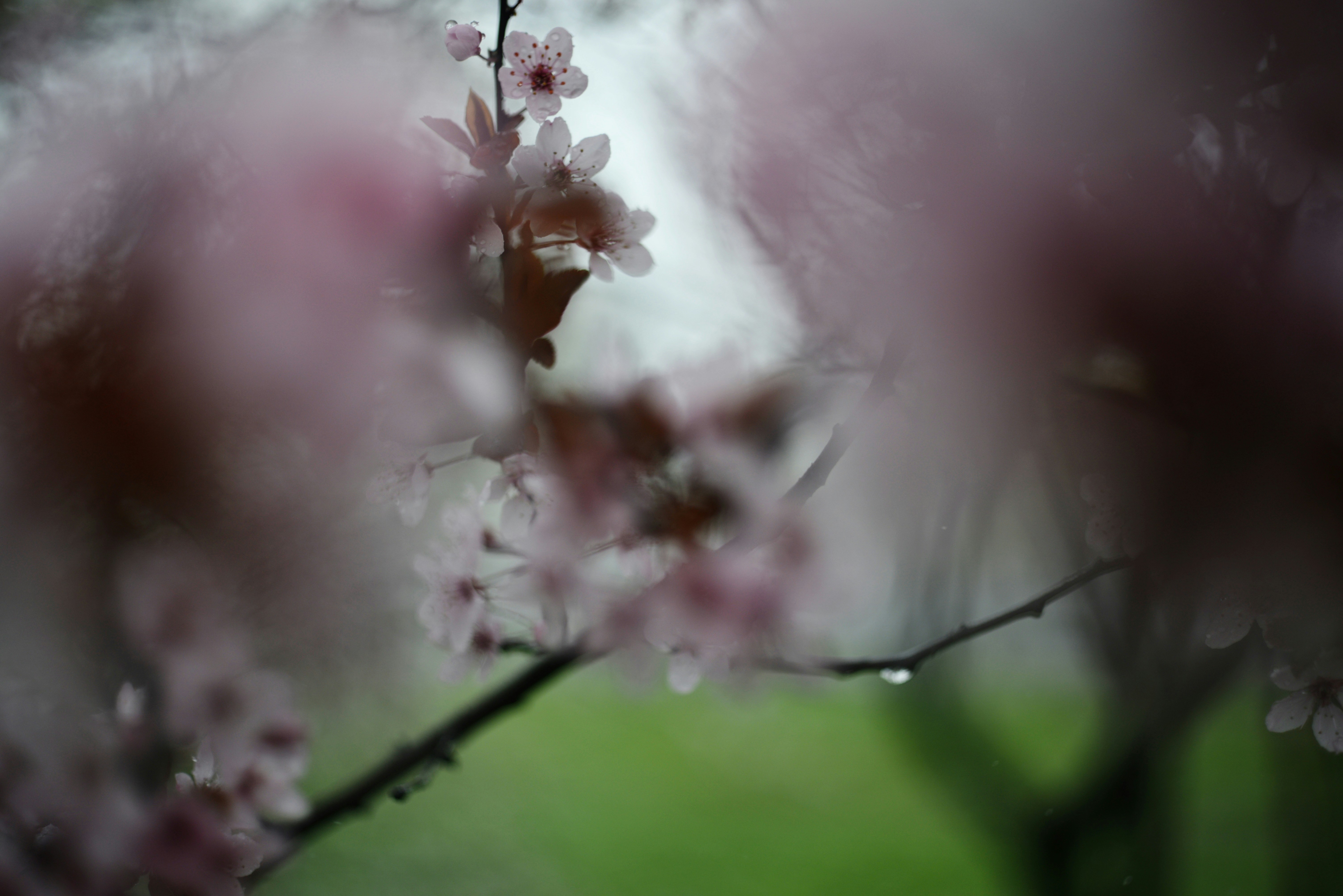 Whispered Sakura: A Soft-Focus Spring Moment
