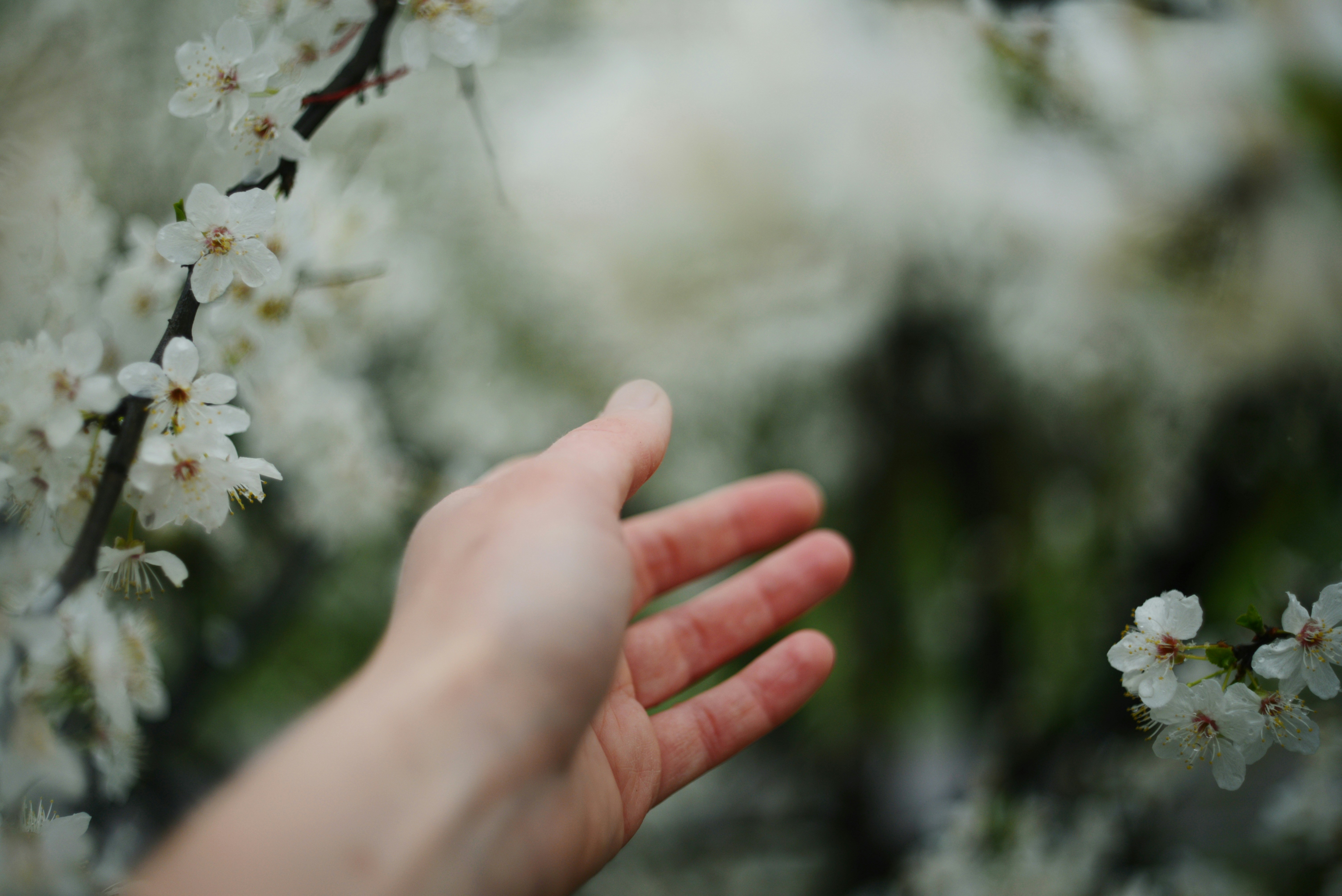 A Gentle Reach Through Spring Blossoms