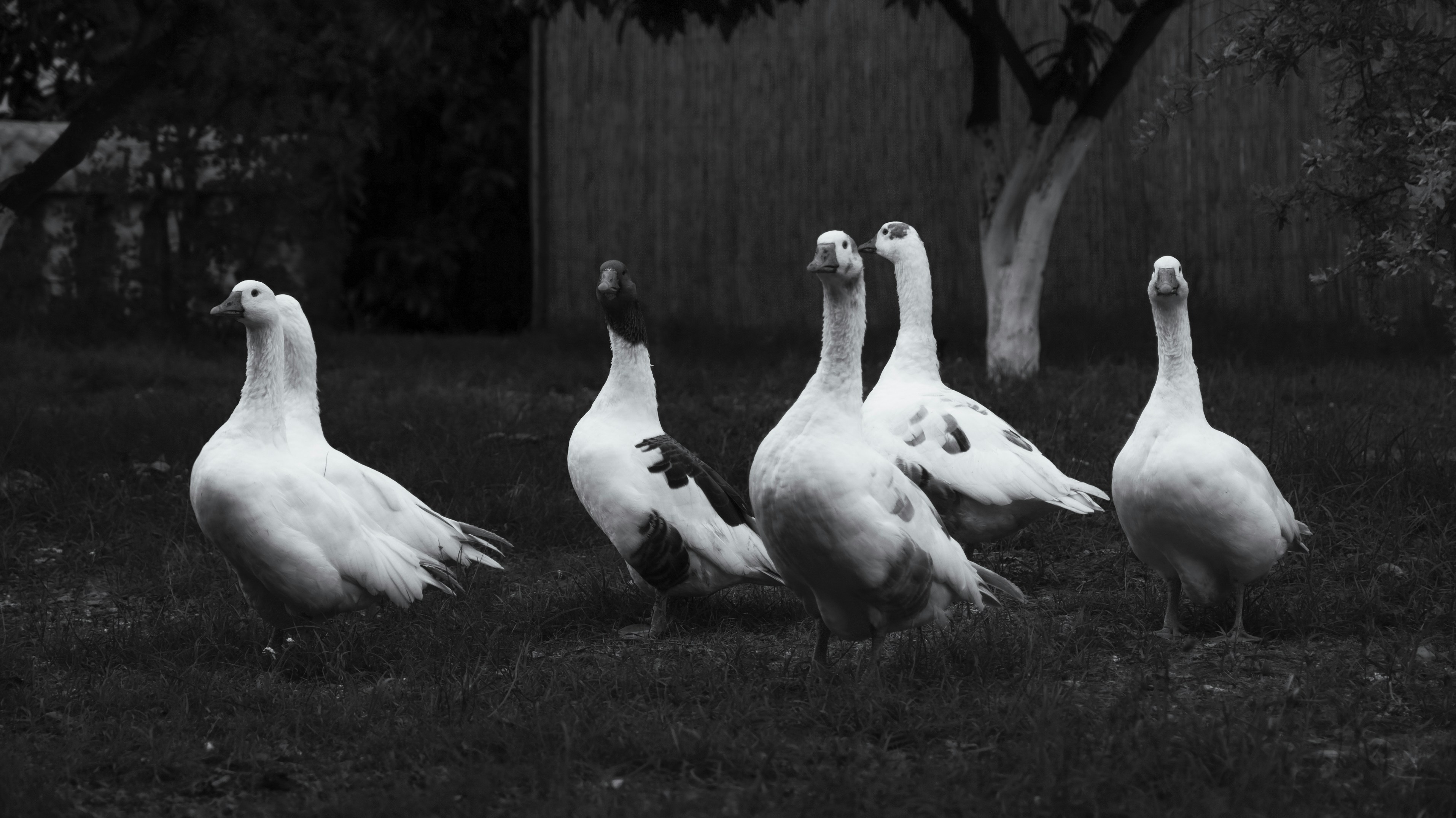 Monochrome Convergence: A Quiet Flock of Geese
