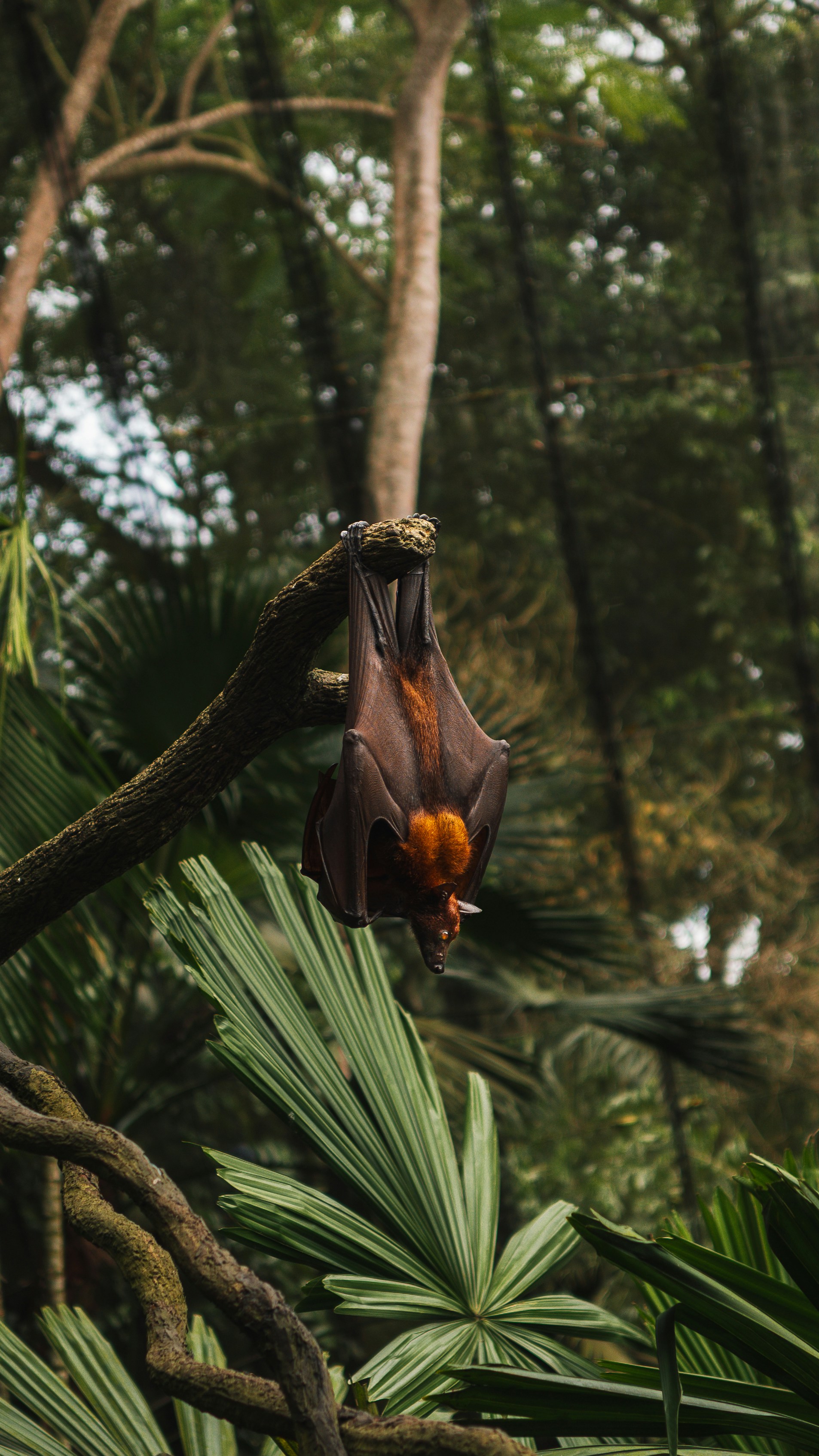 Serenity in the Canopy