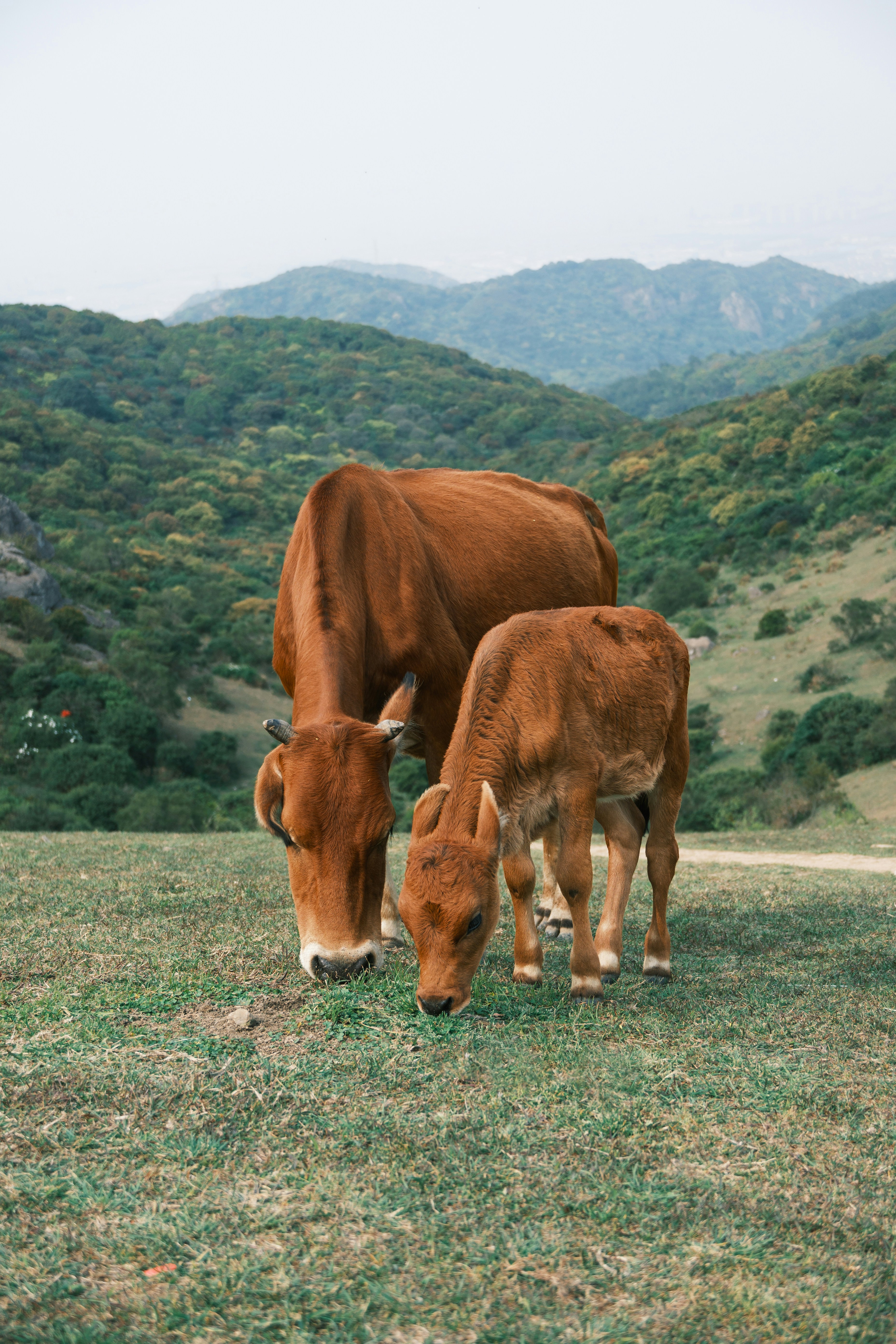 Pastoral Harmony: Grazing Duo in Mountainous Landscape