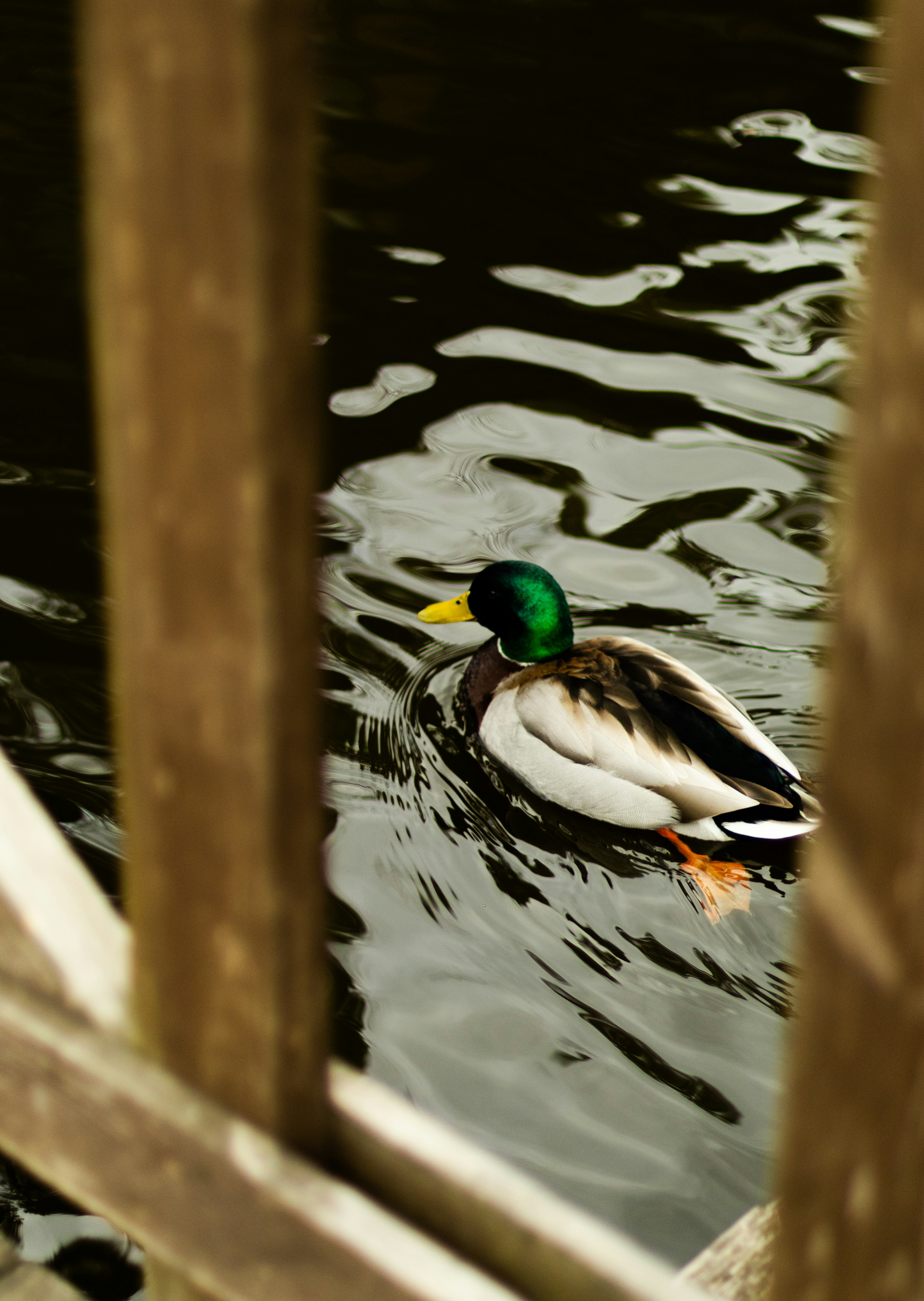 A duck swims in the water behind a fence. photo – Free Animal Image on ...