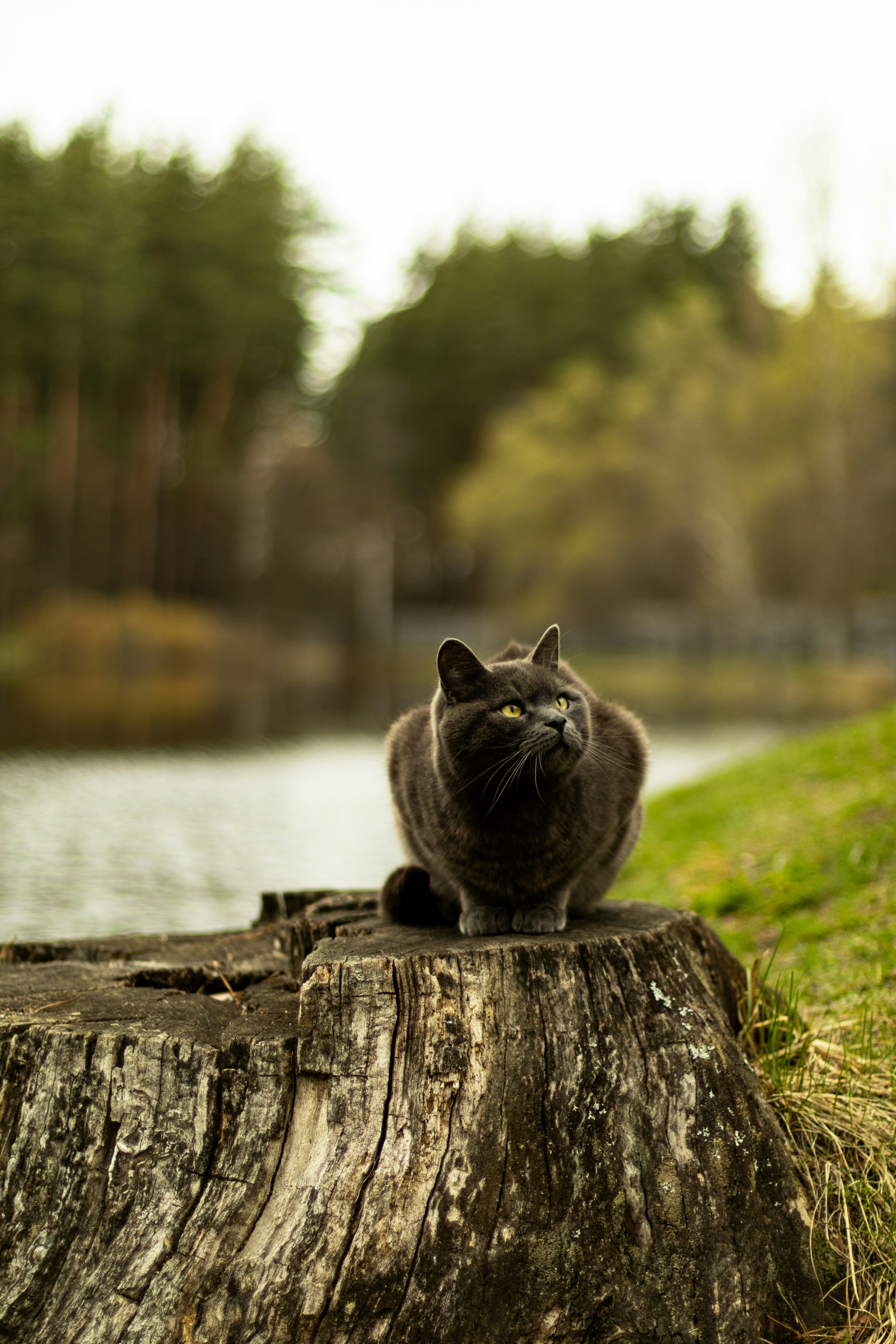 Whiskered Sentinel on a Sunlit Stump by the Quiet Lake