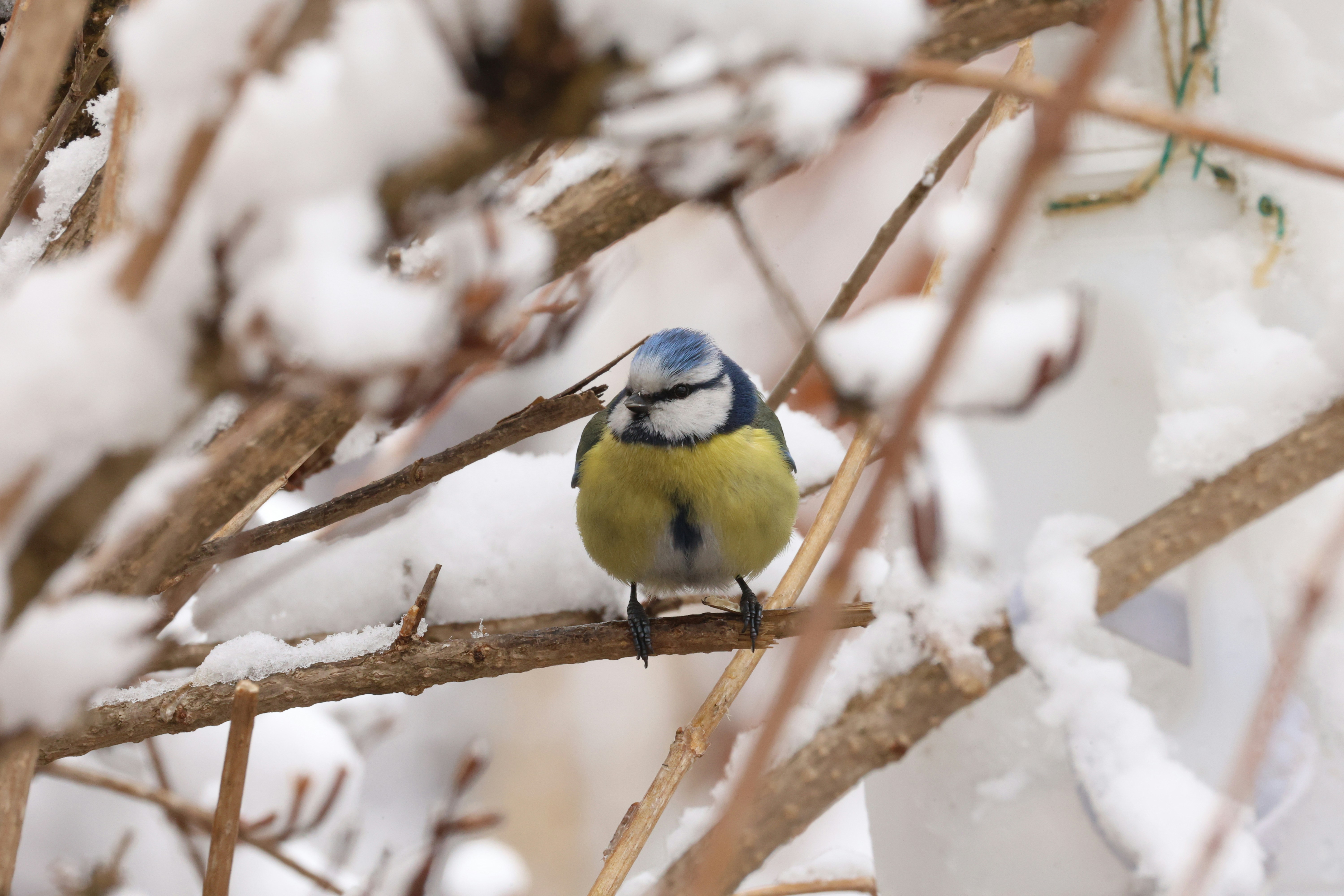 Blue Tit on Snow-Kissed Branches: A Quiet Winter Perch