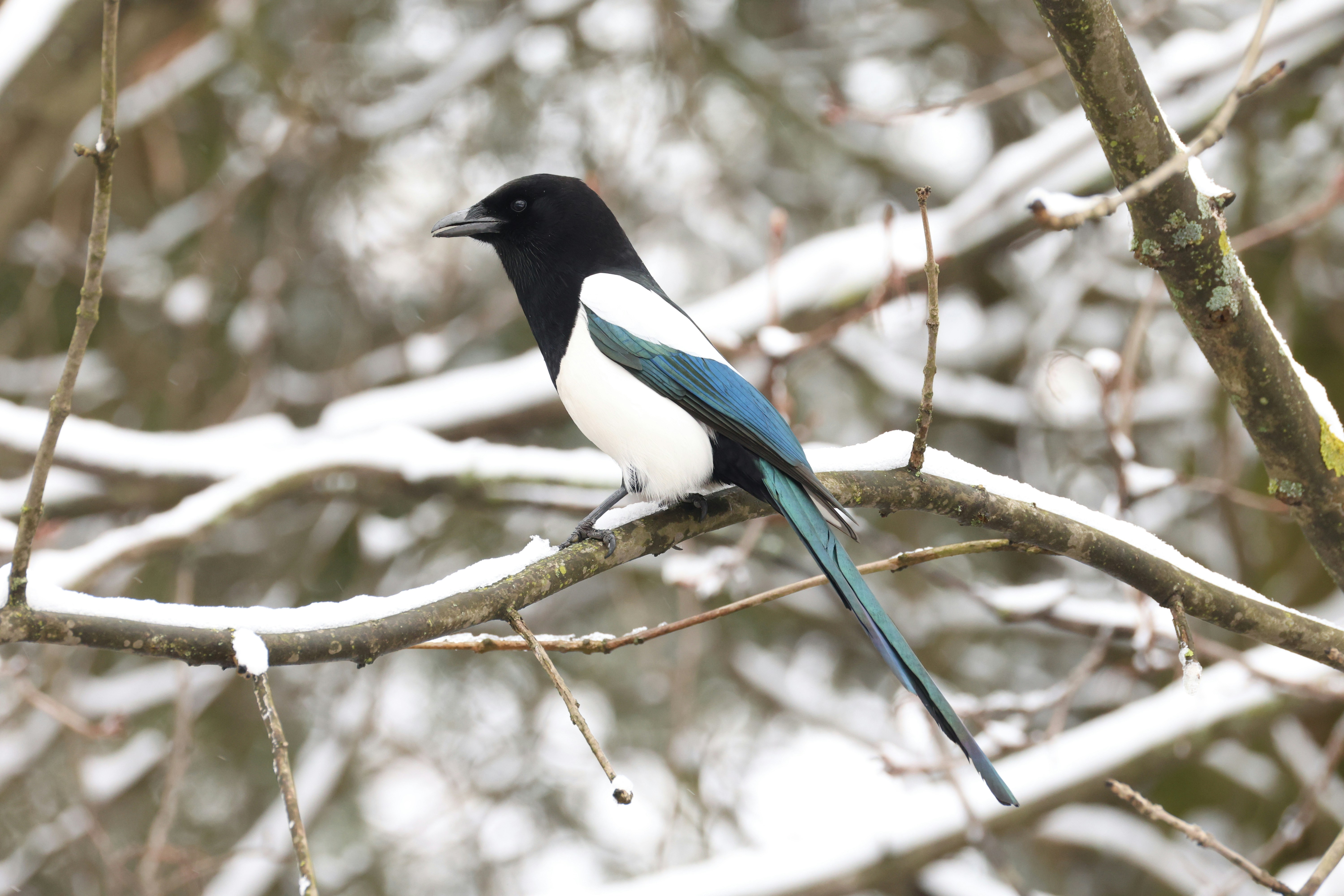 15 Animal Species That Recognize Themselves in Mirrors - Animals Around ...