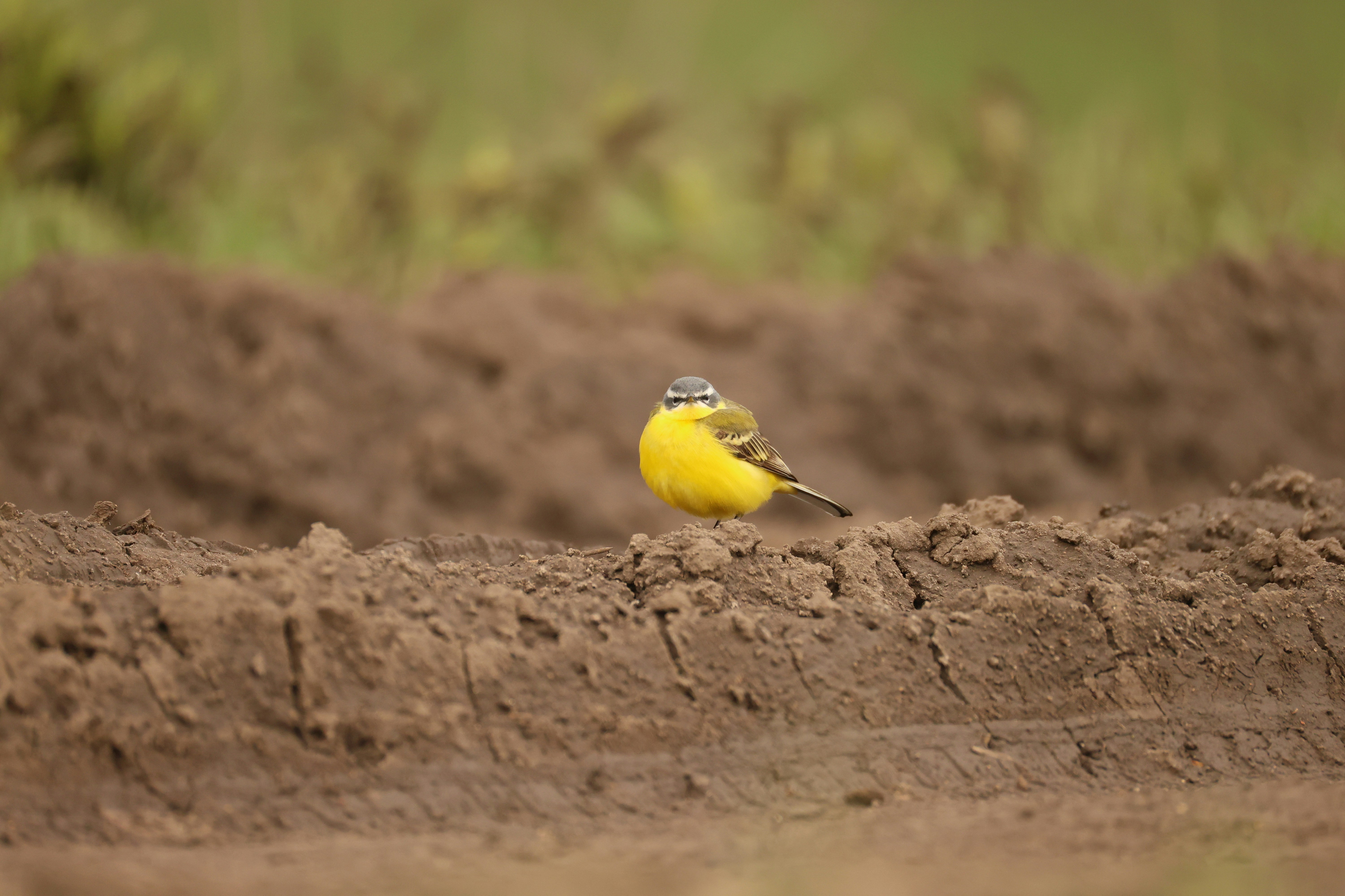 Dusty Embankment Yellow Warbler: A Tiny Moment on a Dirt Ridge