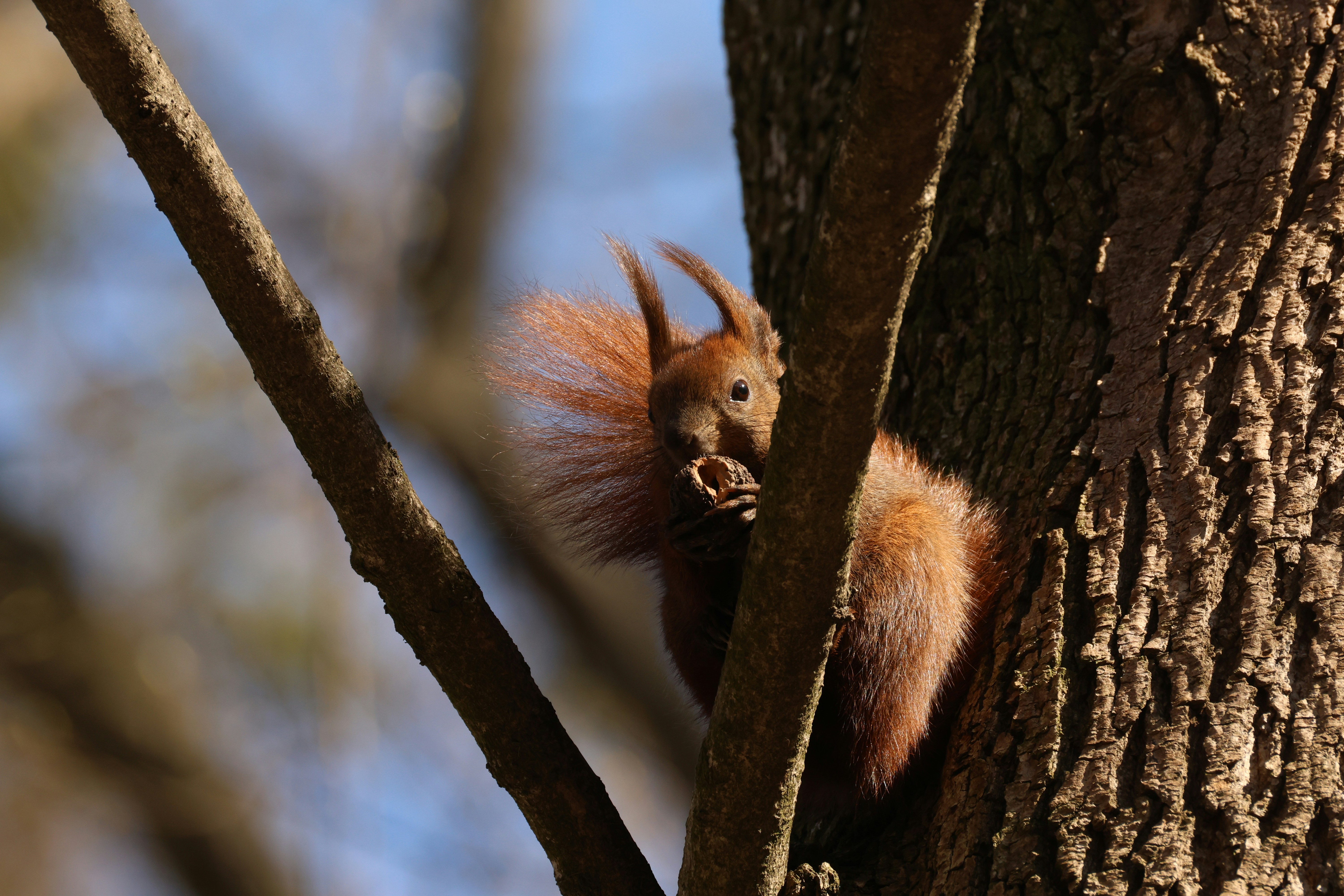 Nut-Watcher Amid Sunlit Bark: A Red Squirrel's Quiet Gaze
