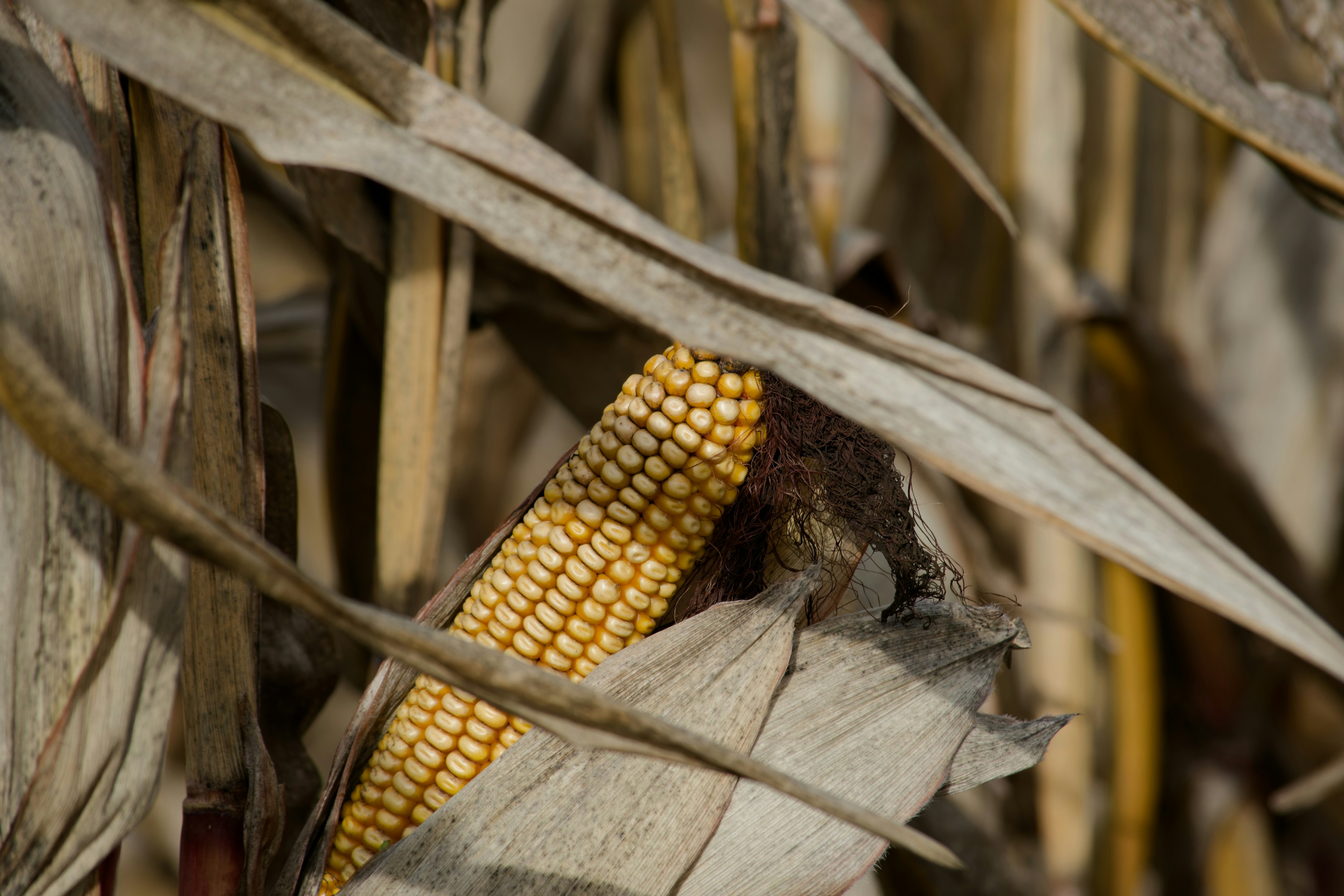 Ripe corn husk is seen in the field. photo – Free Food Image on Unsplash