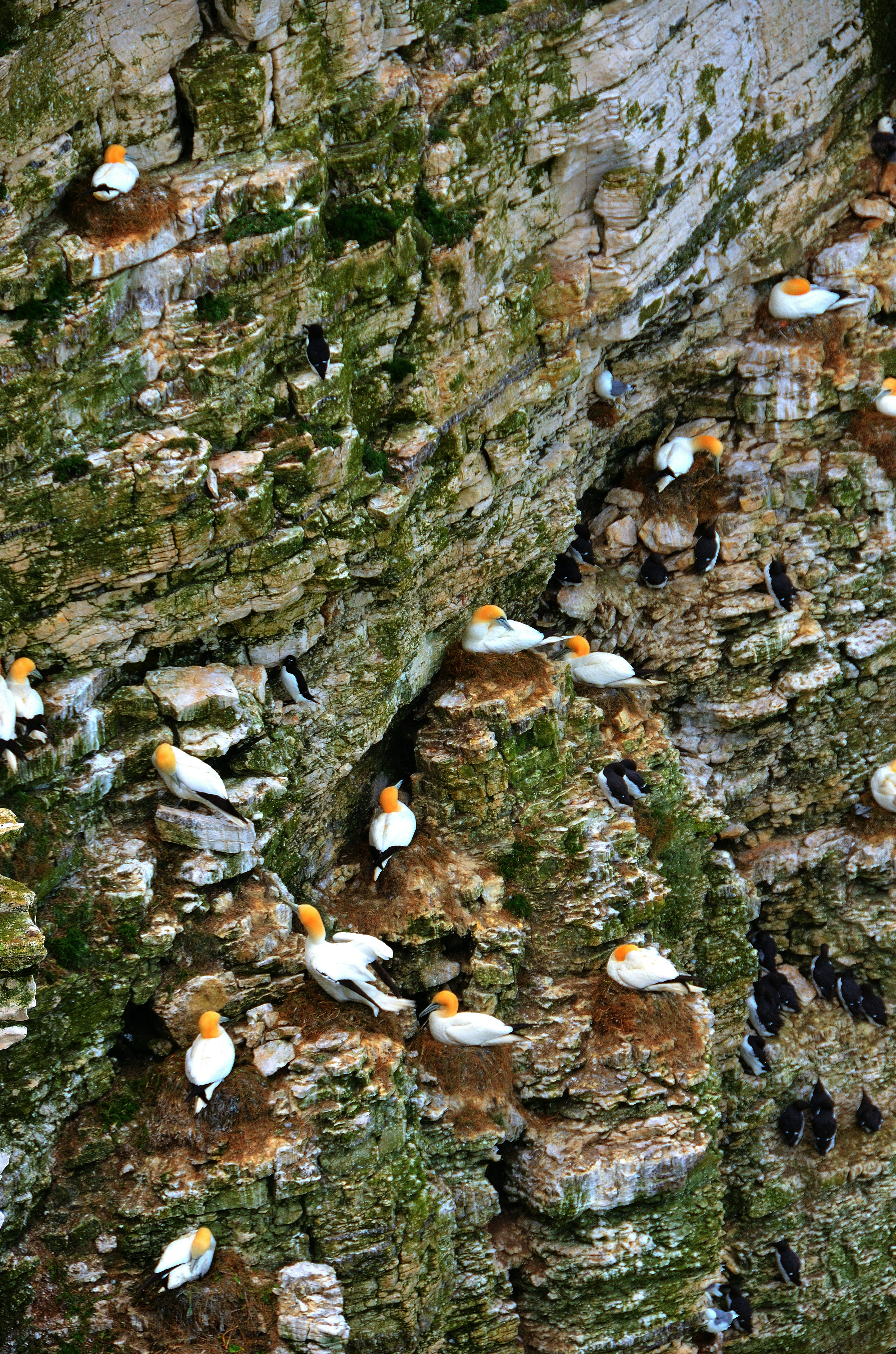 Cliffside Puffins: Orange Beaks Anchored on Mossy Stone