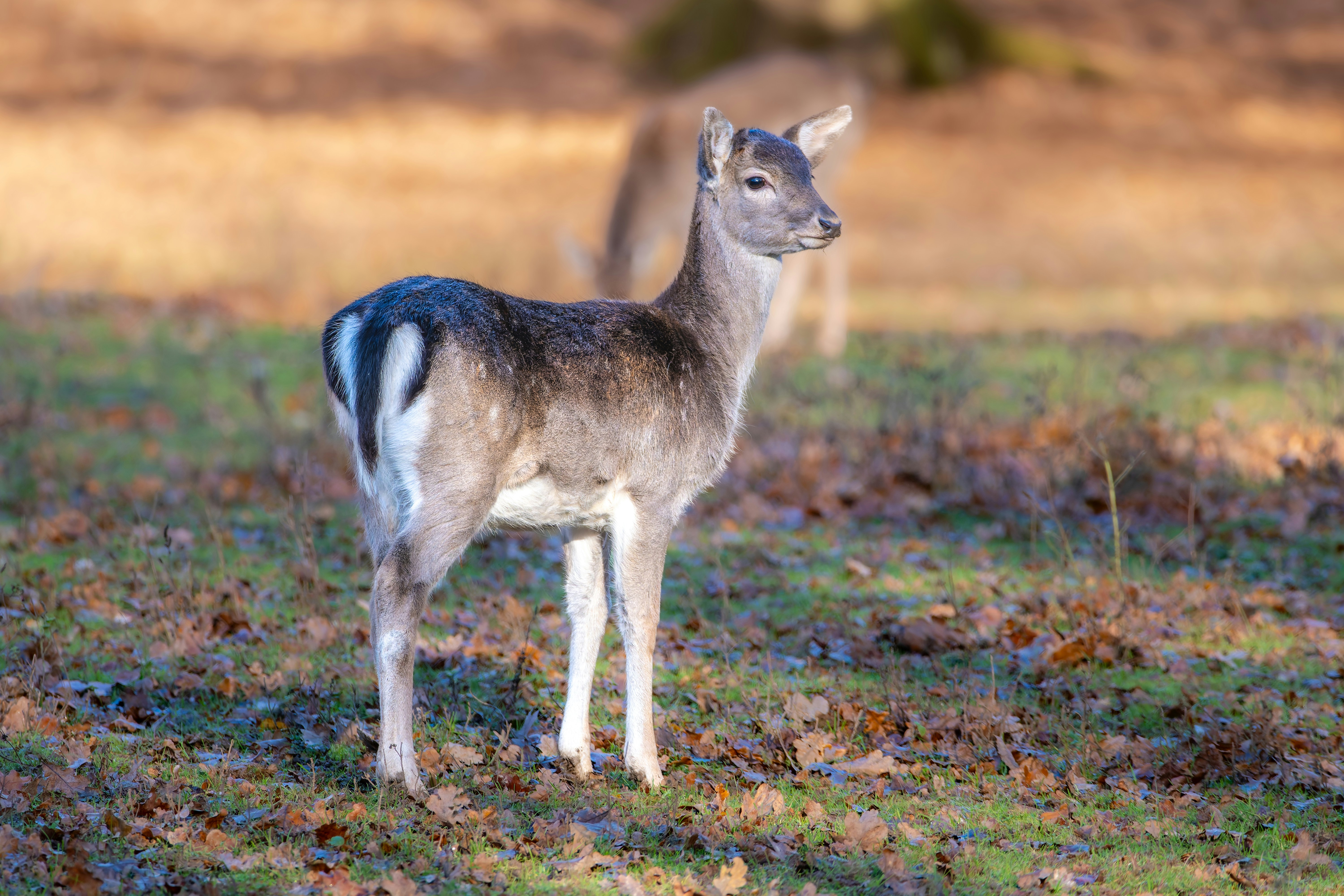 Young deer standing alert in a sunlit meadow surrounded by autumn leaves.