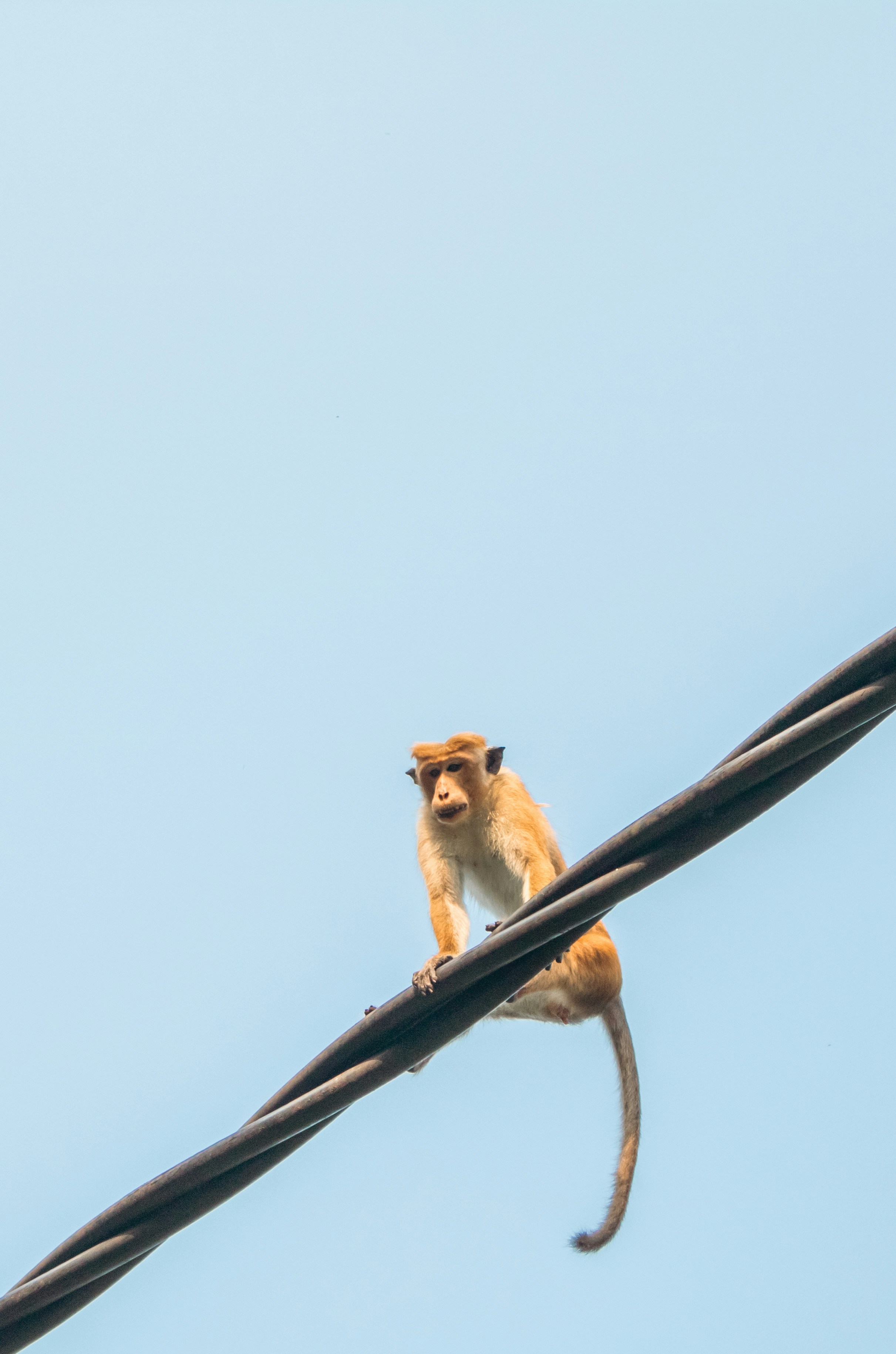 A Toque macaque endemic to Sri Lanka, sits perched on thick utility cables beside a concrete pole.