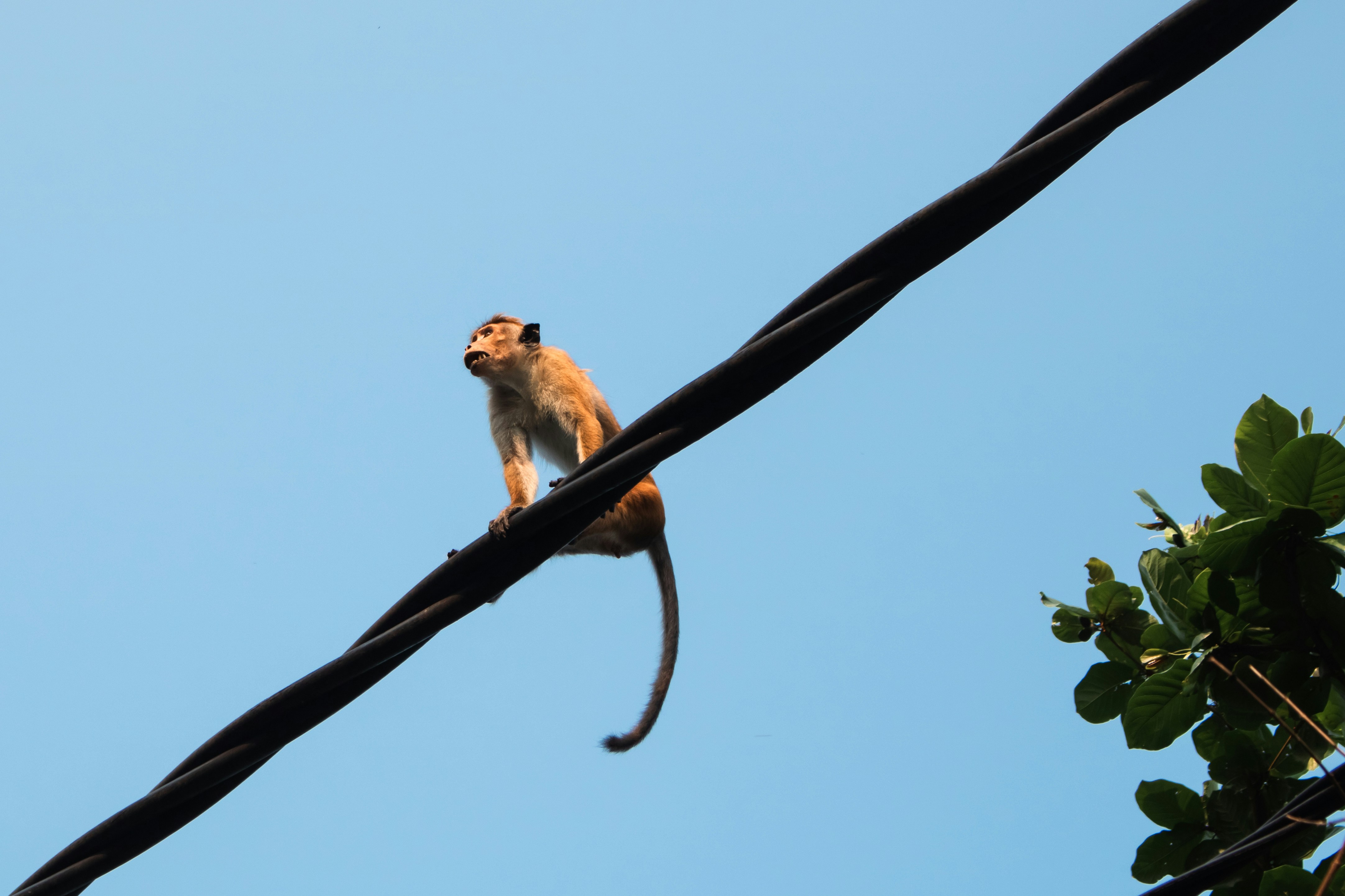 Wirewalker on a Thin Cable: Monkey Under a Clear Tropical Sky
