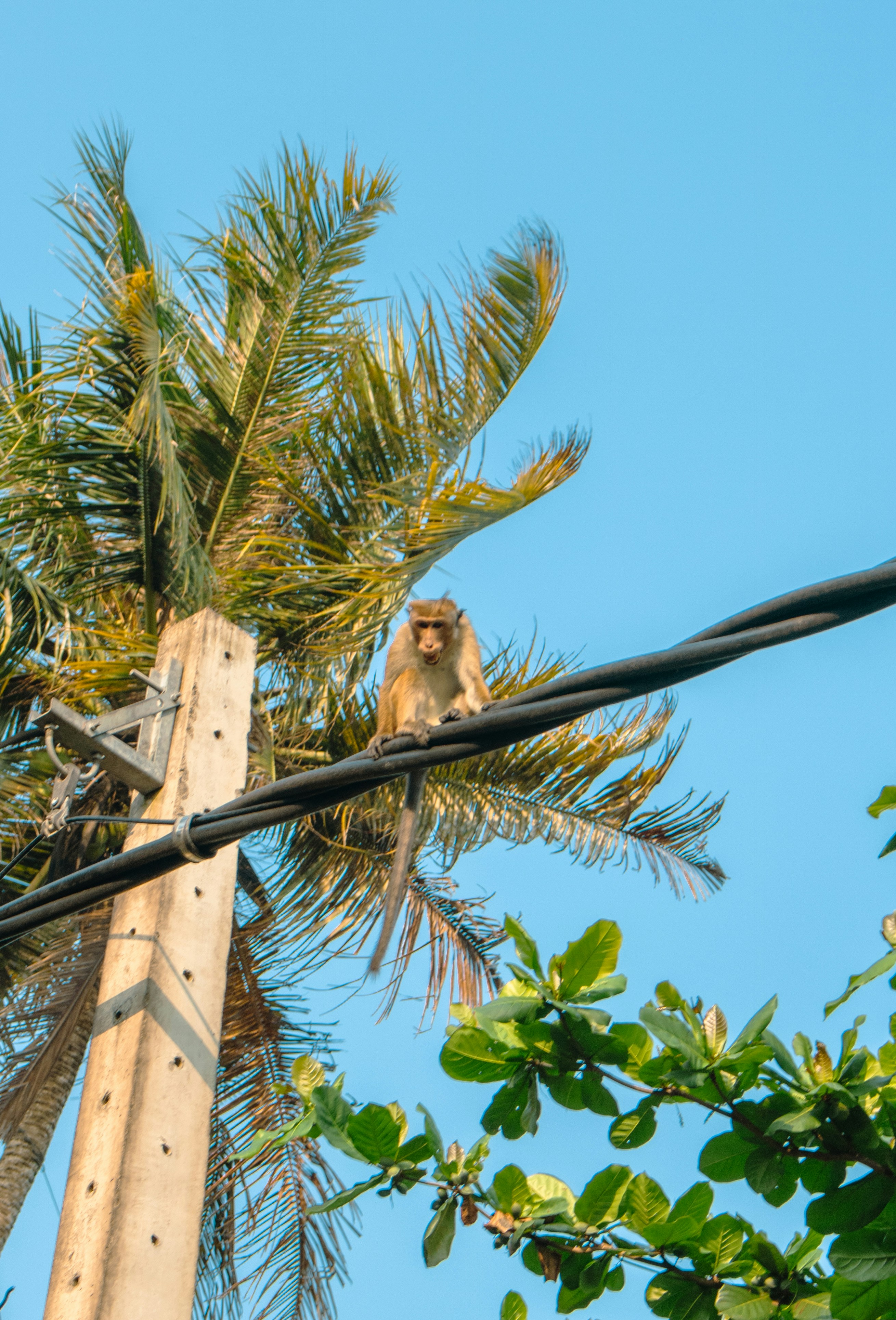 Cable Acrobat: Monkey Perched Over Tropical Foliage Against a Caribbean Sky