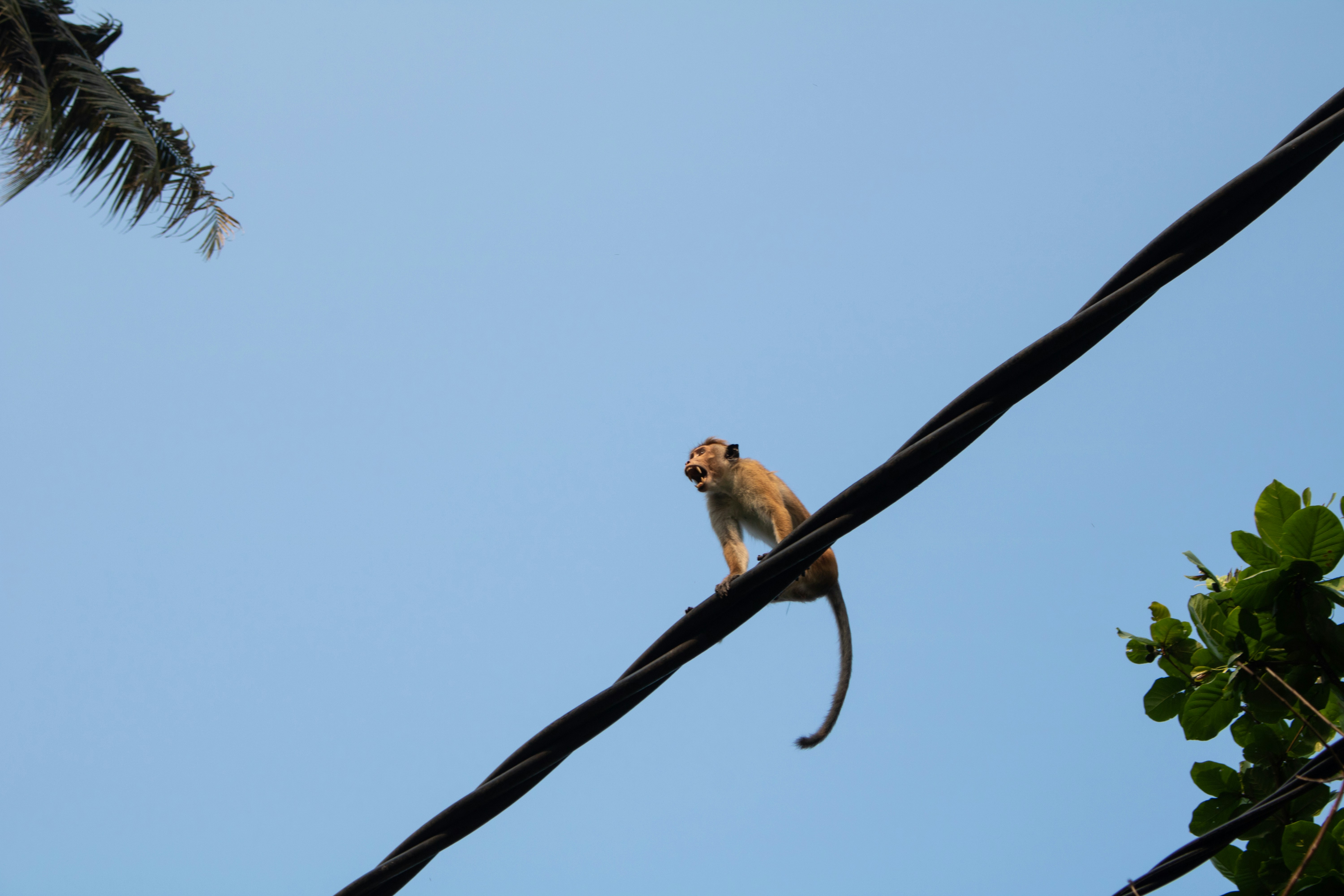 A Toque macaque endemic to Sri Lanka, sits perched on thick utility cables beside a concrete pole.