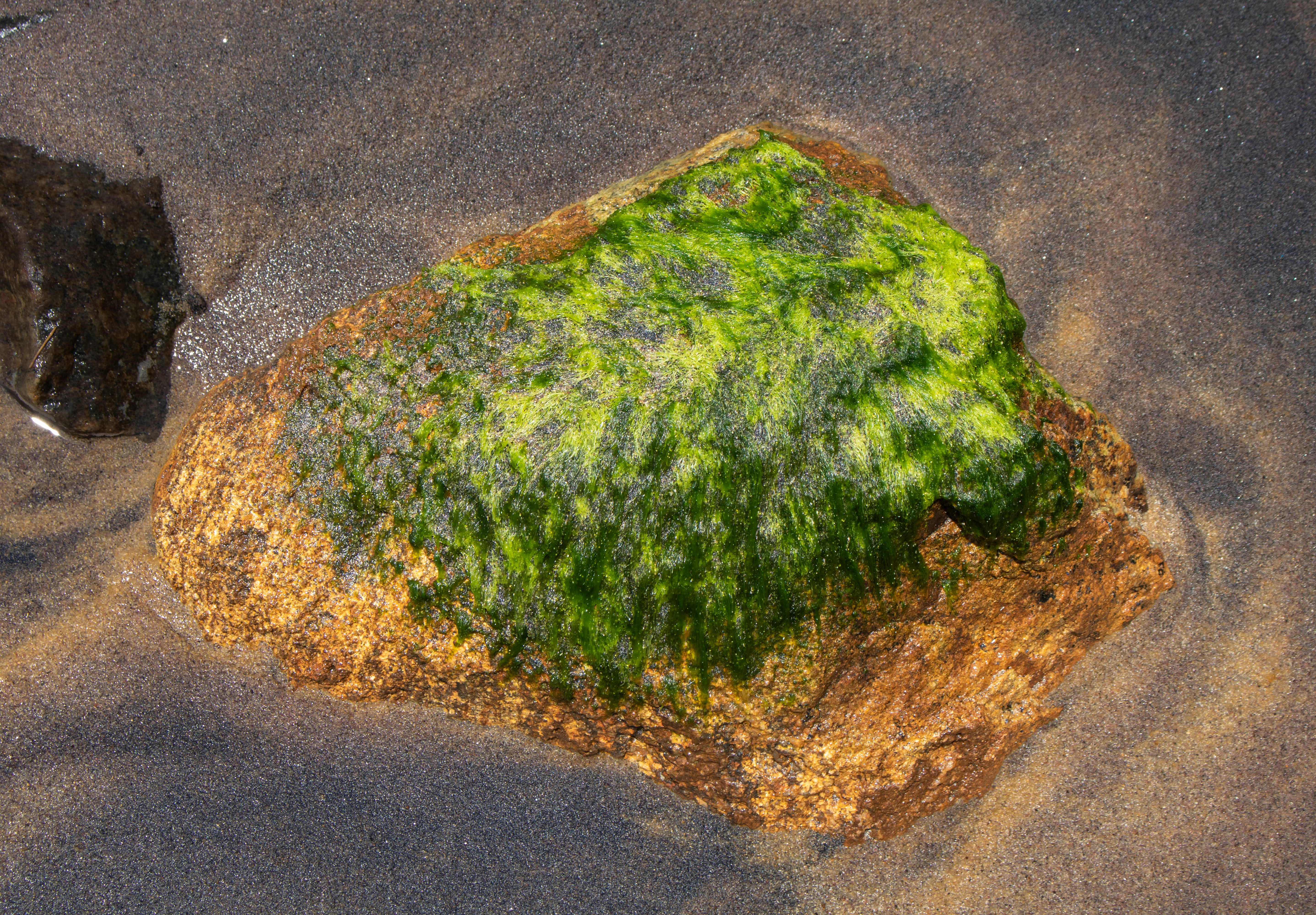 Emerald Veins on a Coastal Boulder