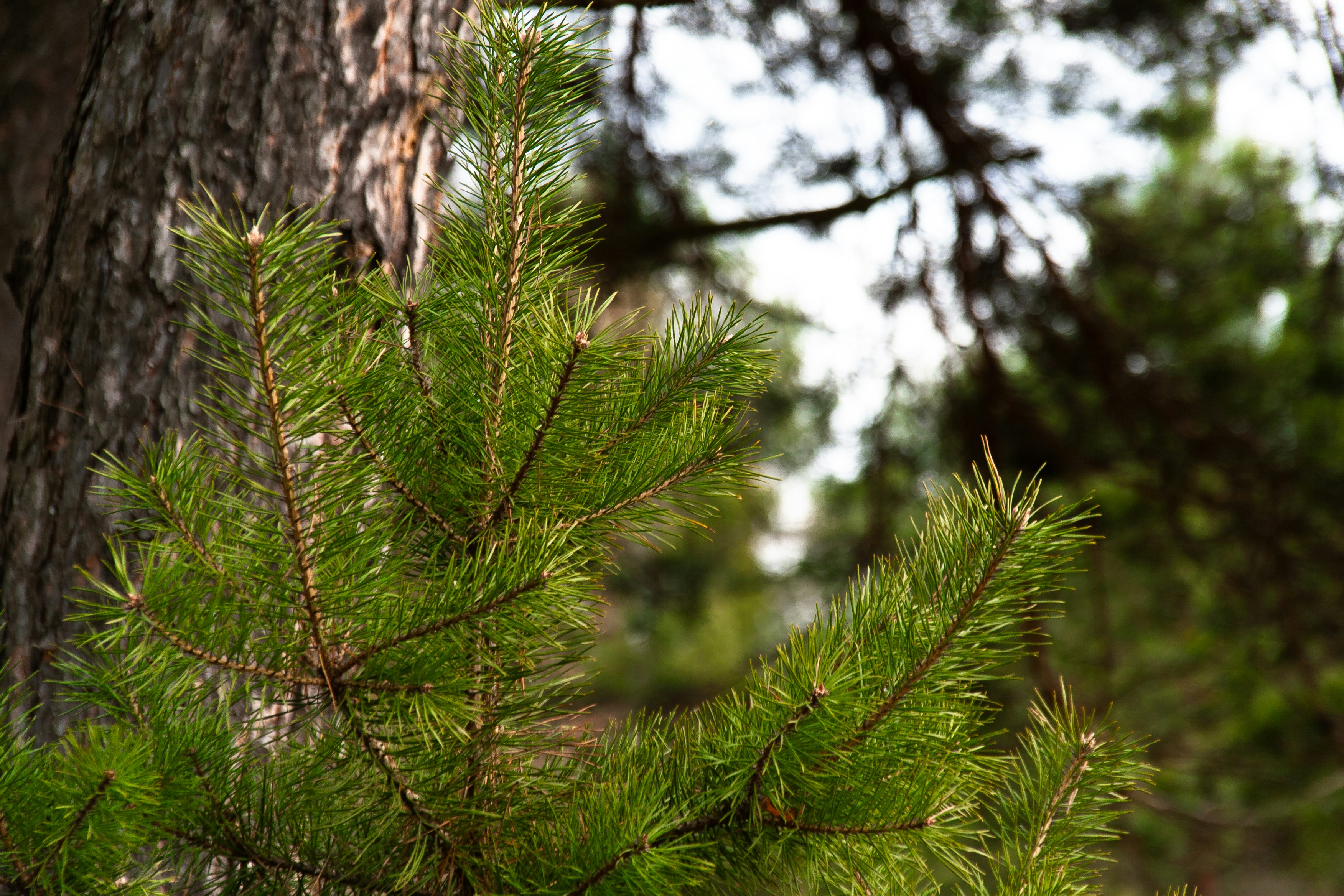 Sample photo from Canon EOS 30D