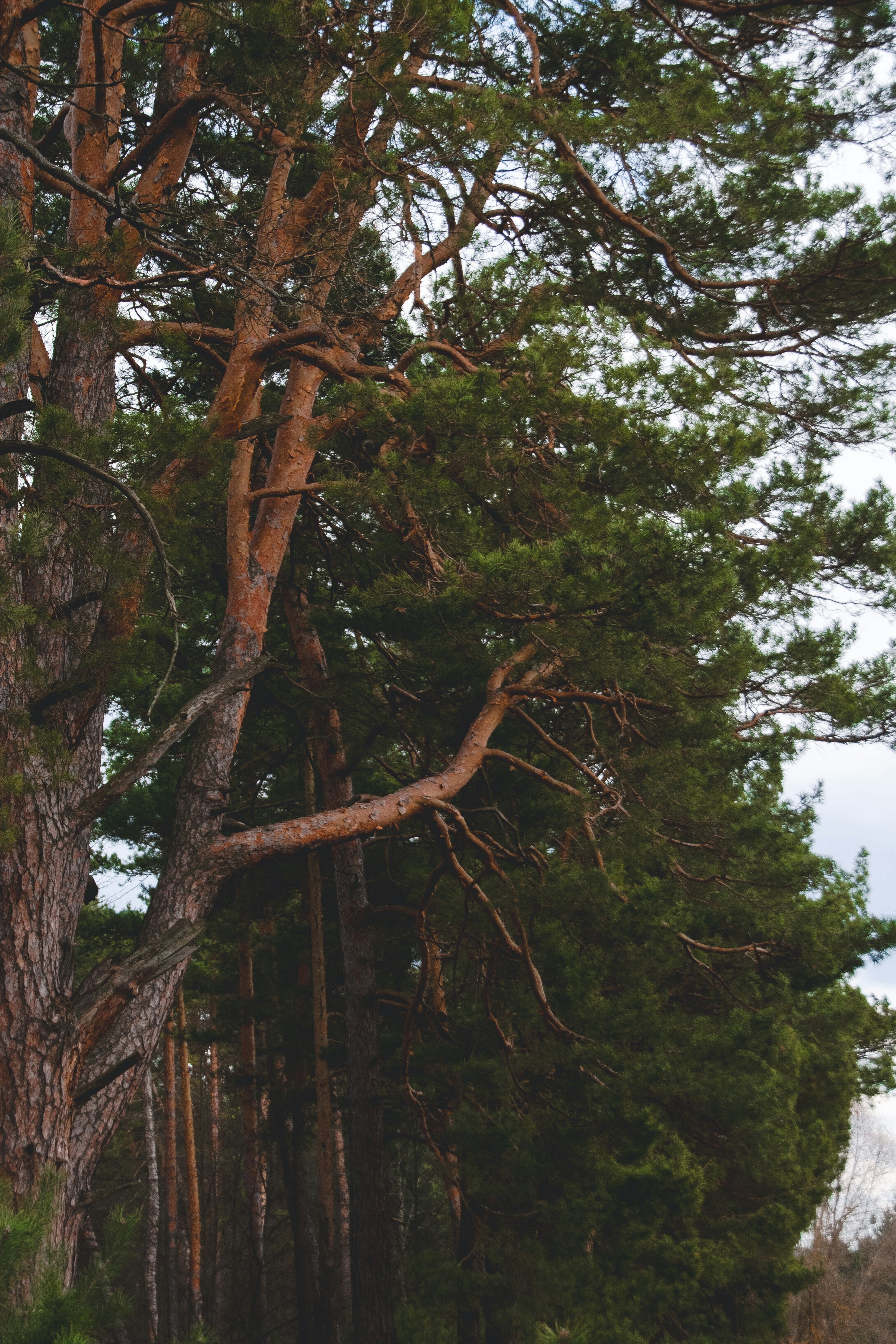 Photo by NikKul with Canon EOS 30D